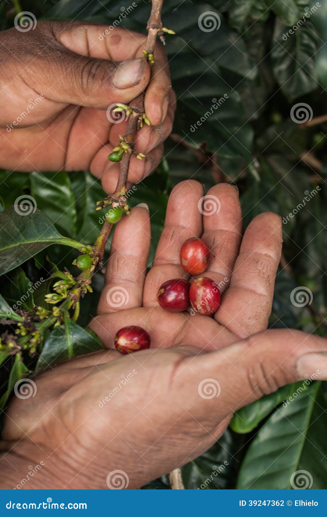 Coffee Beans and Hands at Farm Guatemala Stock Photo - Image of east ...
