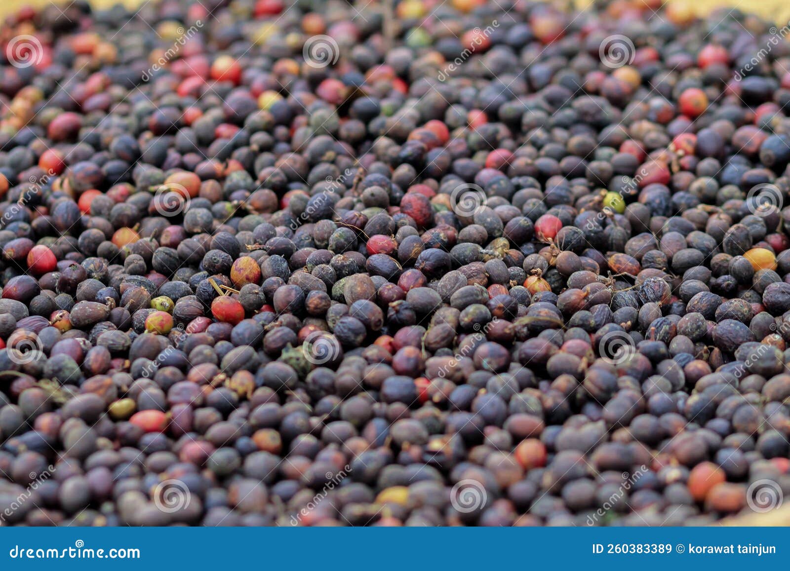 Coffee Beans that Have Been Sun Dried because they are in the Process ...
