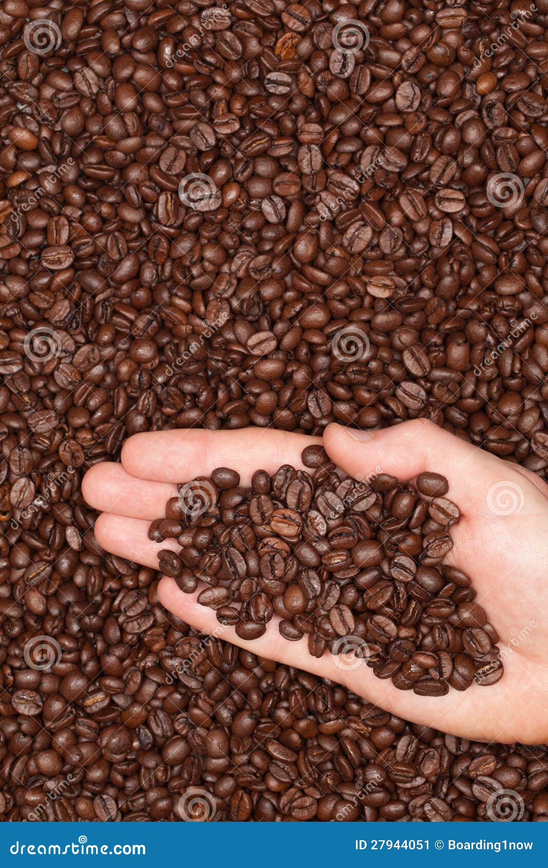 Coffee Beans on a Human Hand Stock Image - Image of hand, ingredients ...