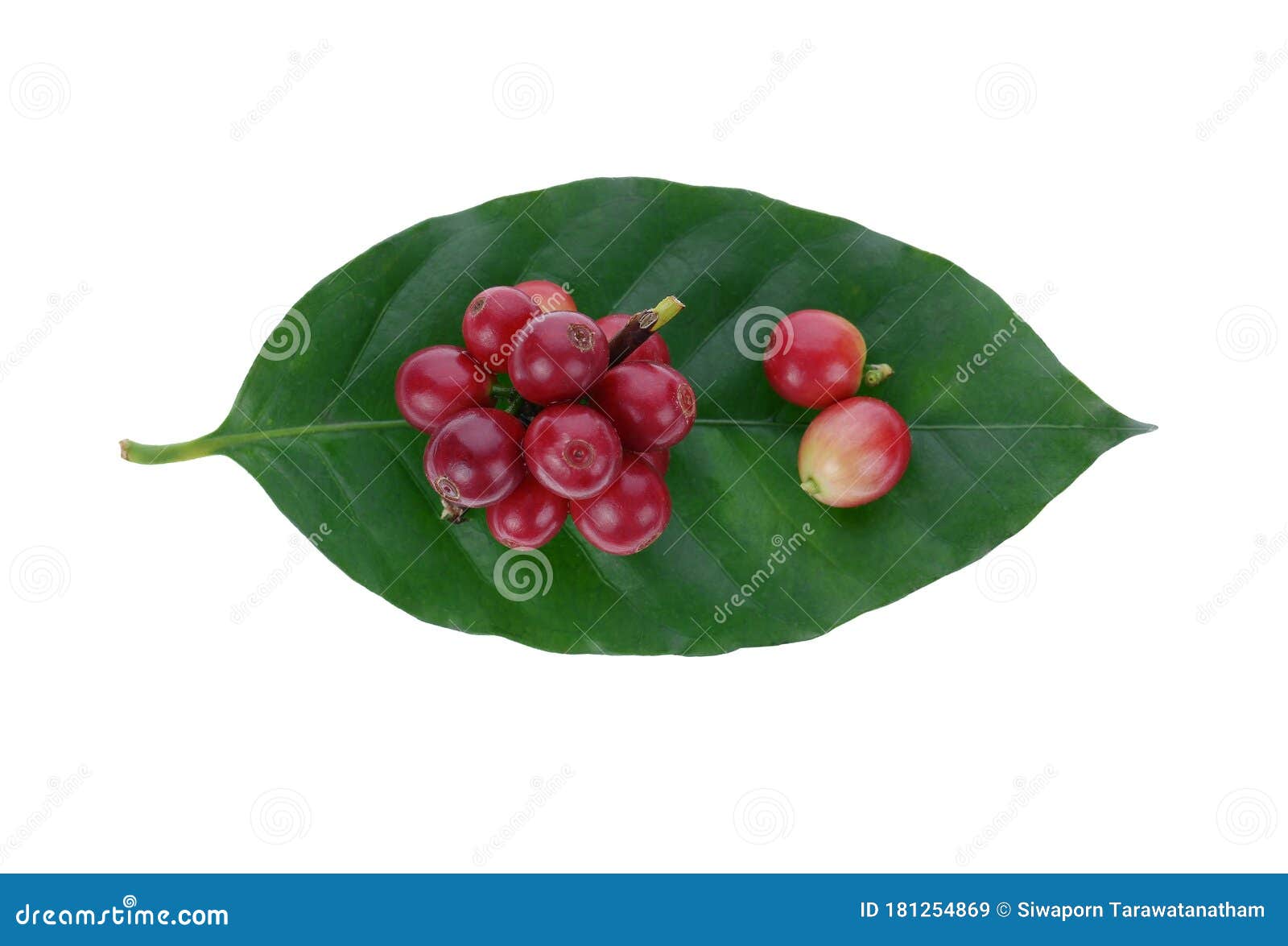 Coffee Beans and Coffee Leaf Isolated on White Stock Image - Image of ...
