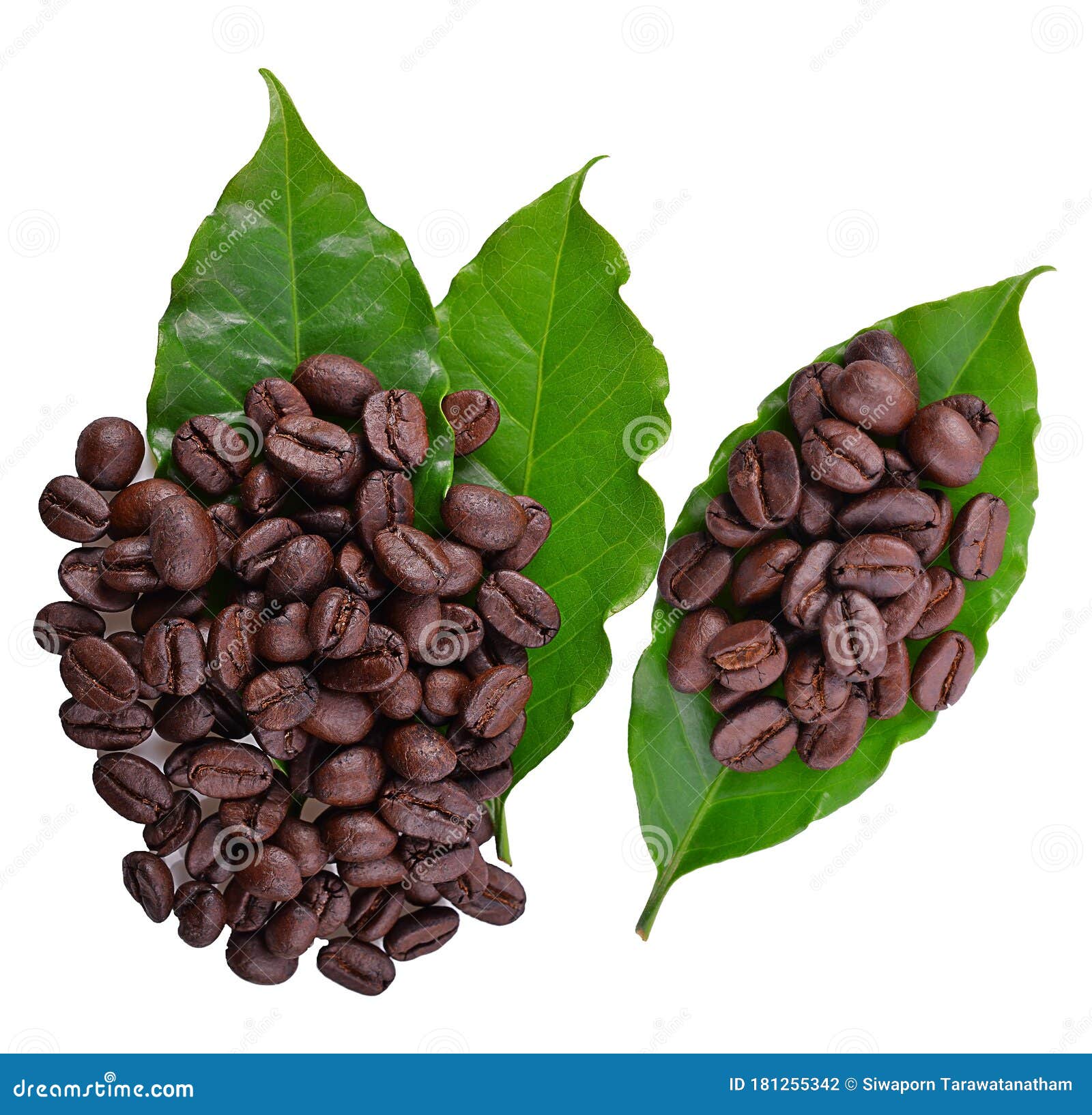 Coffee Beans and Coffee Leaf Isolated on White Stock Photo - Image of ...