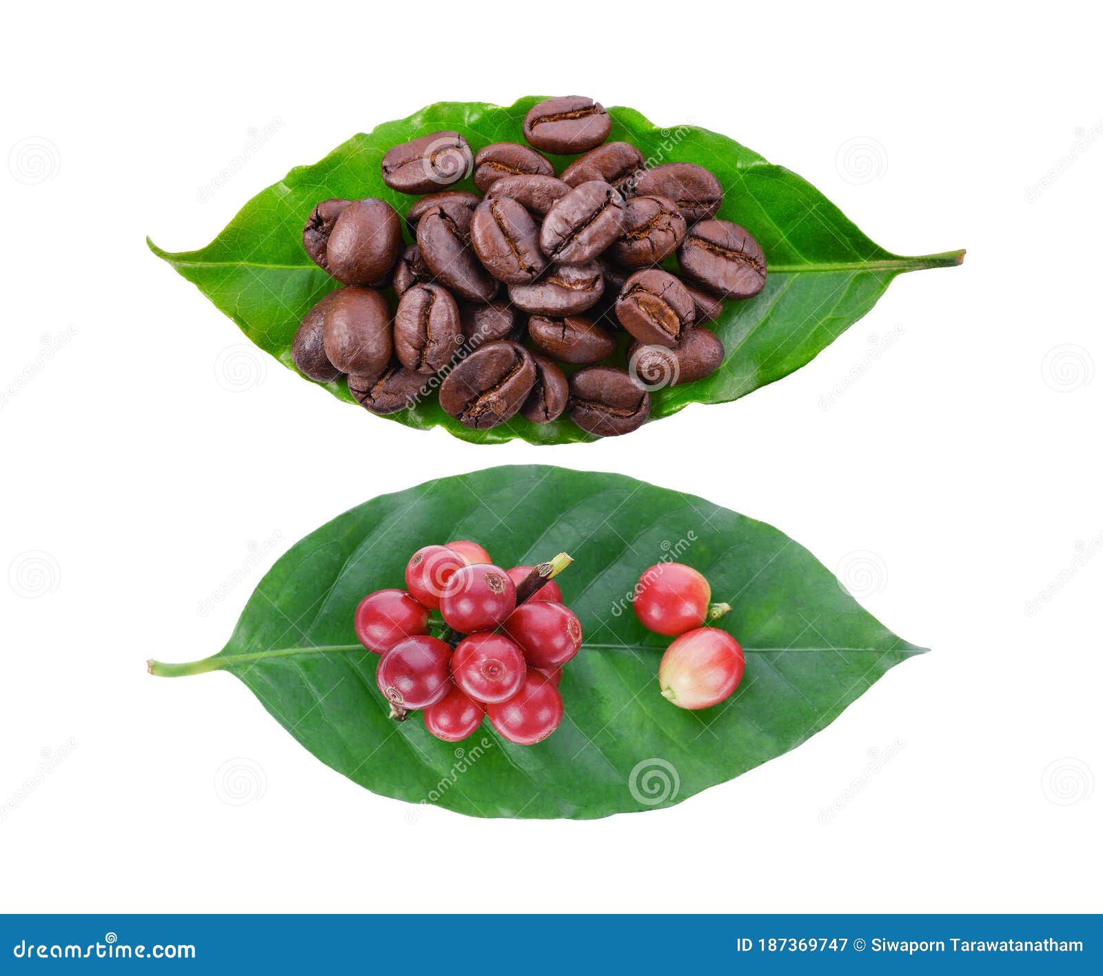 Coffee Beans and Coffee Leaf Isolated on White Stock Image - Image of ...