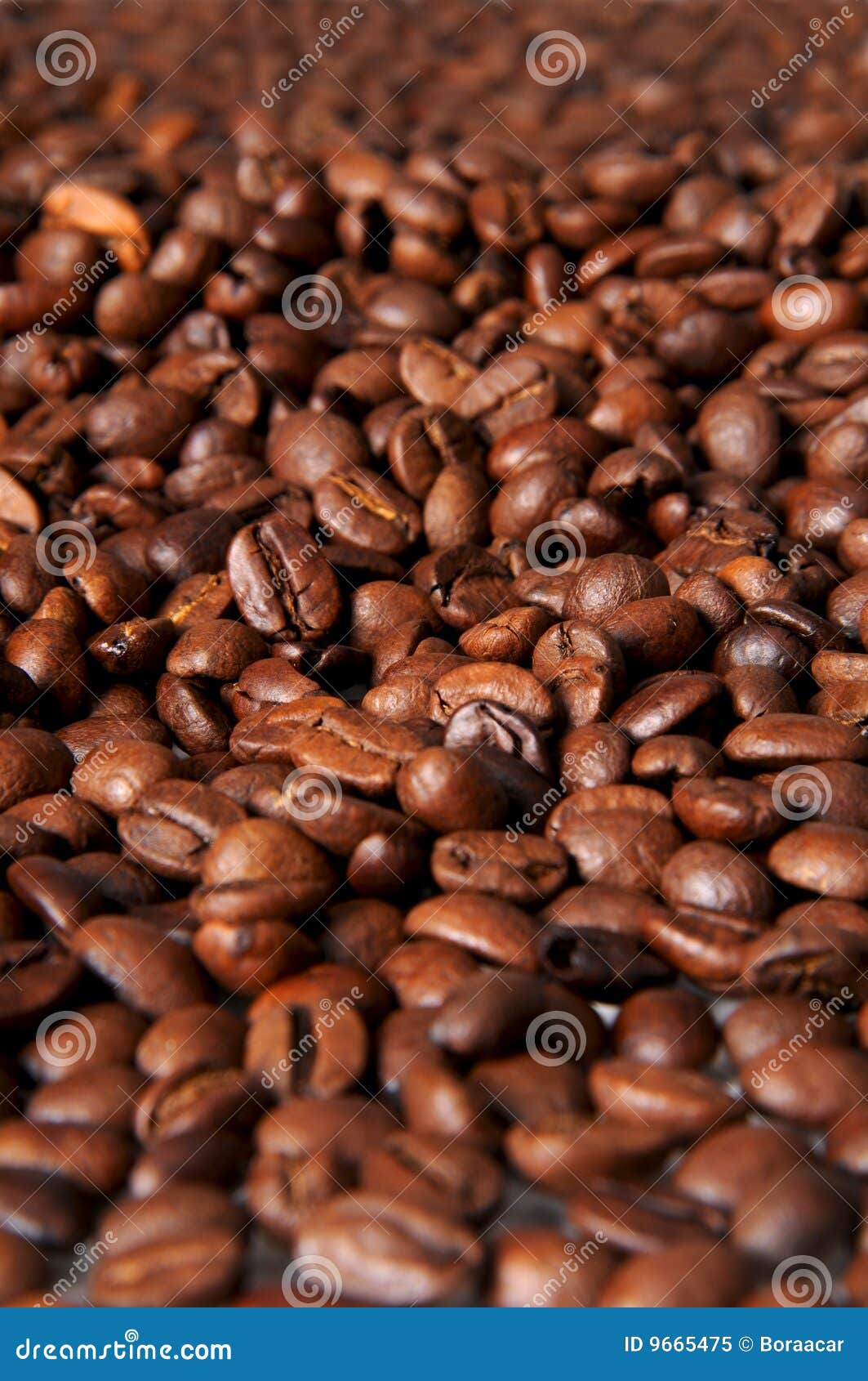 Coffee Beans, Macro Closeup Stock Image - Image of brazilian, coffee ...