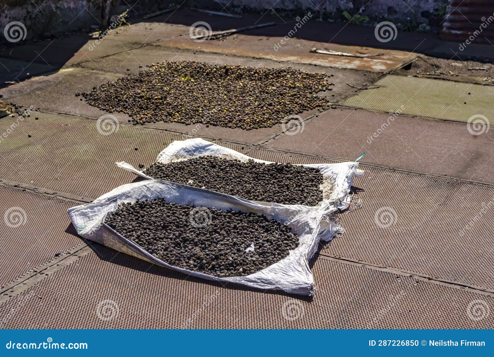 Coffee Beans Natural Drying Process Under Direct Sunlight, Commonly ...