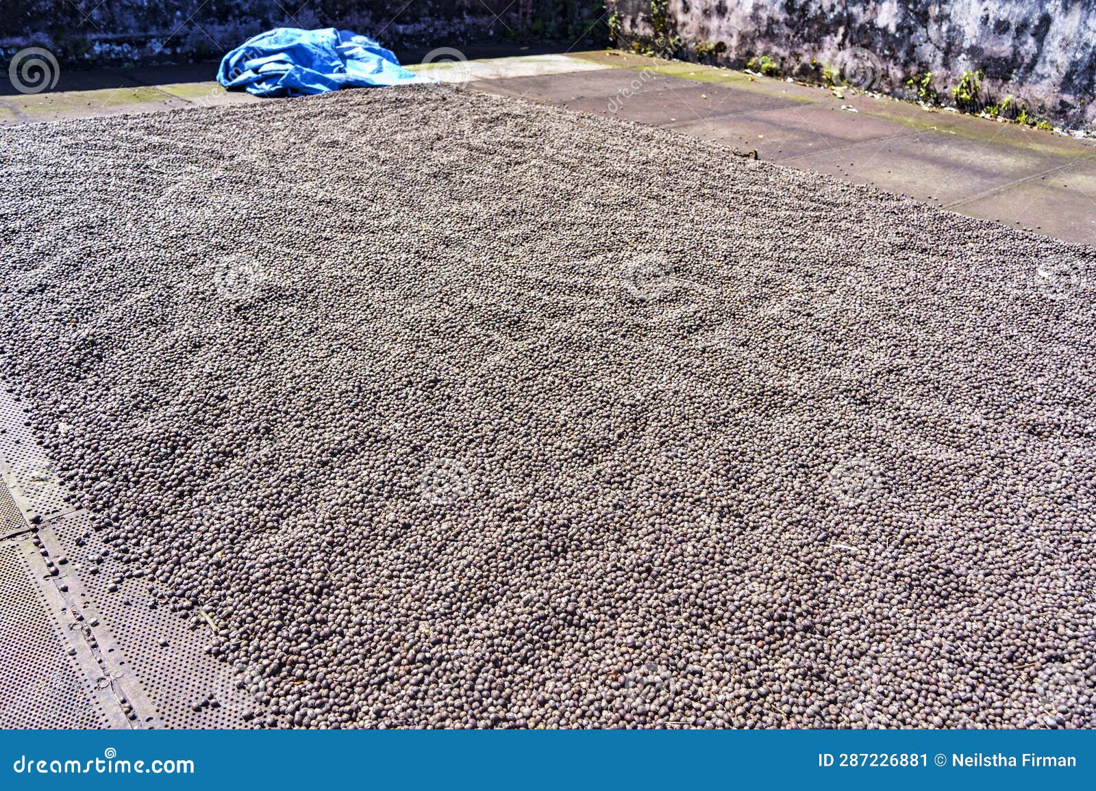 Coffee Beans Natural Drying Process Under Direct Sunlight, Commonly ...