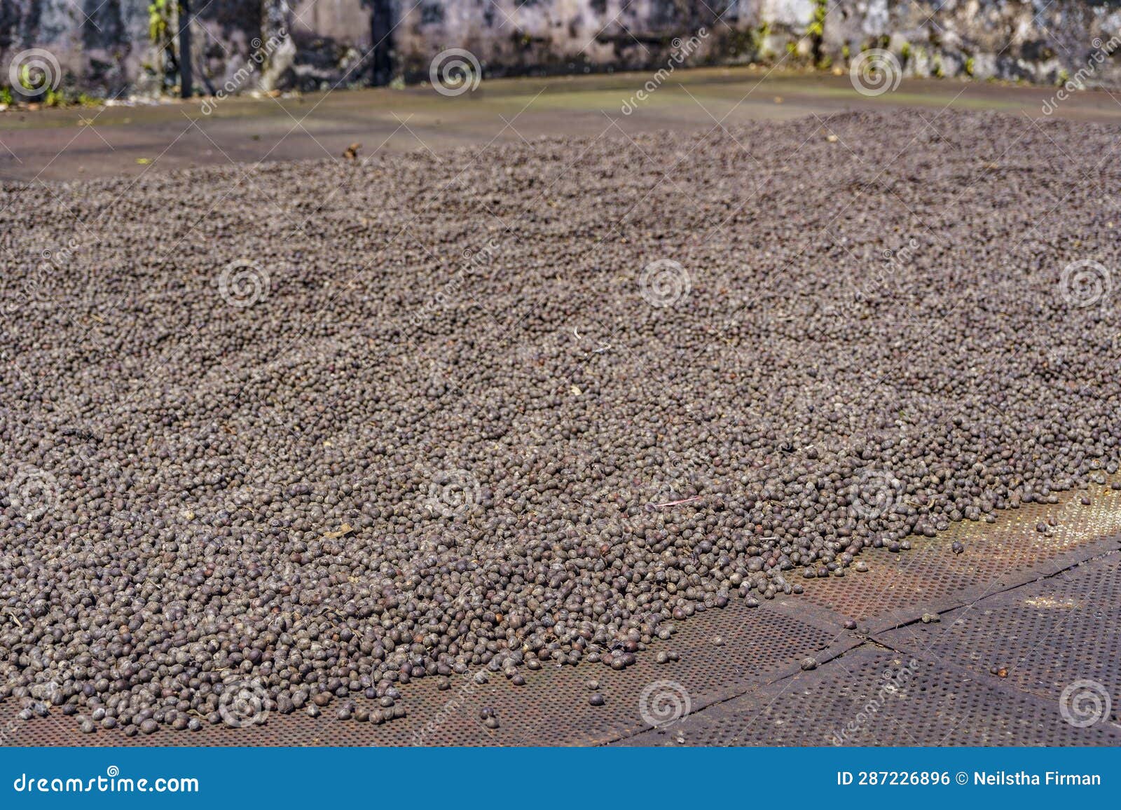 Coffee Beans Natural Drying Process Under Direct Sunlight, Commonly Known As the Sun Drying ...
