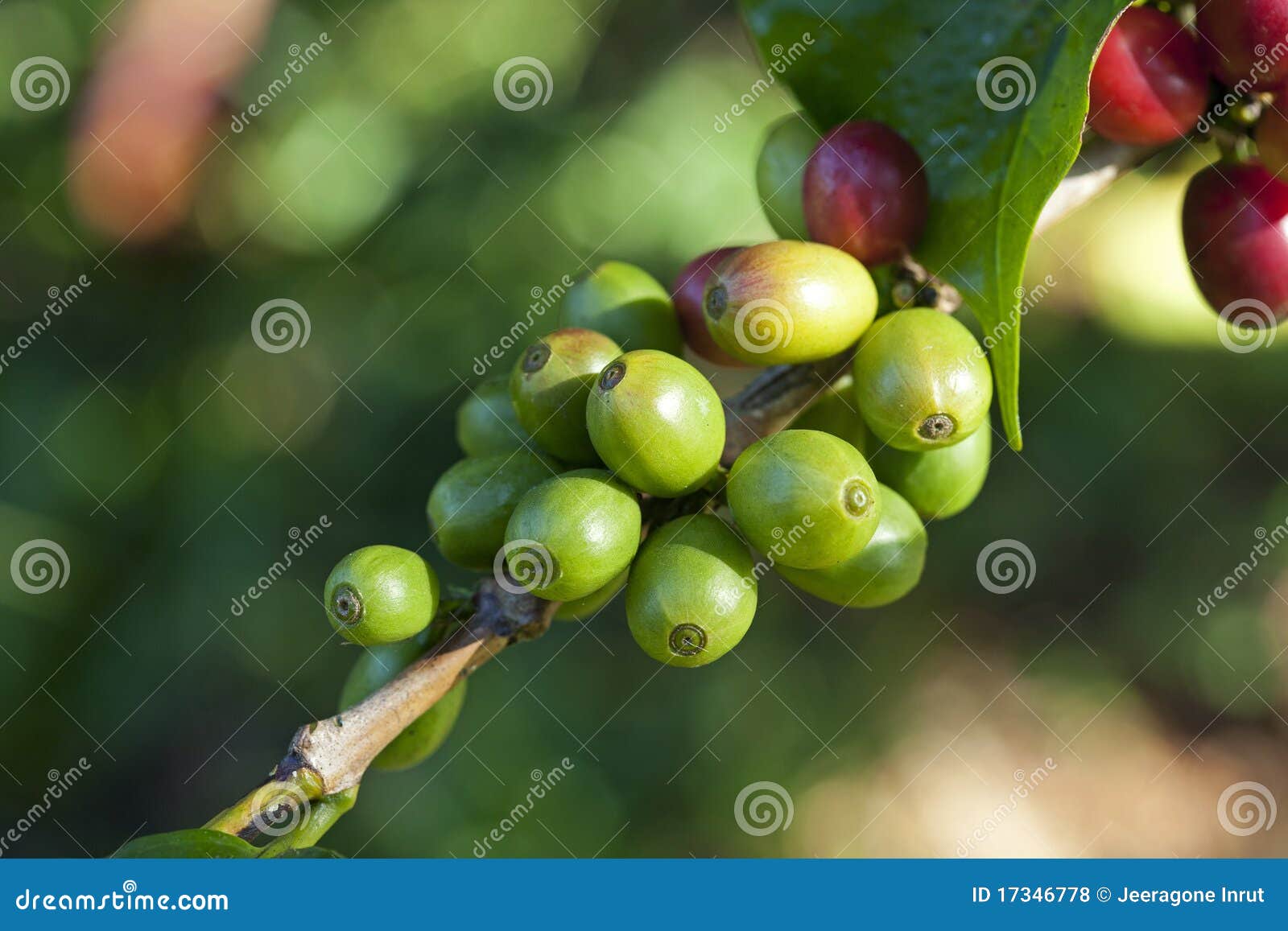 Coffee beans on plant stock photo. Image of roast, floral - 17346778