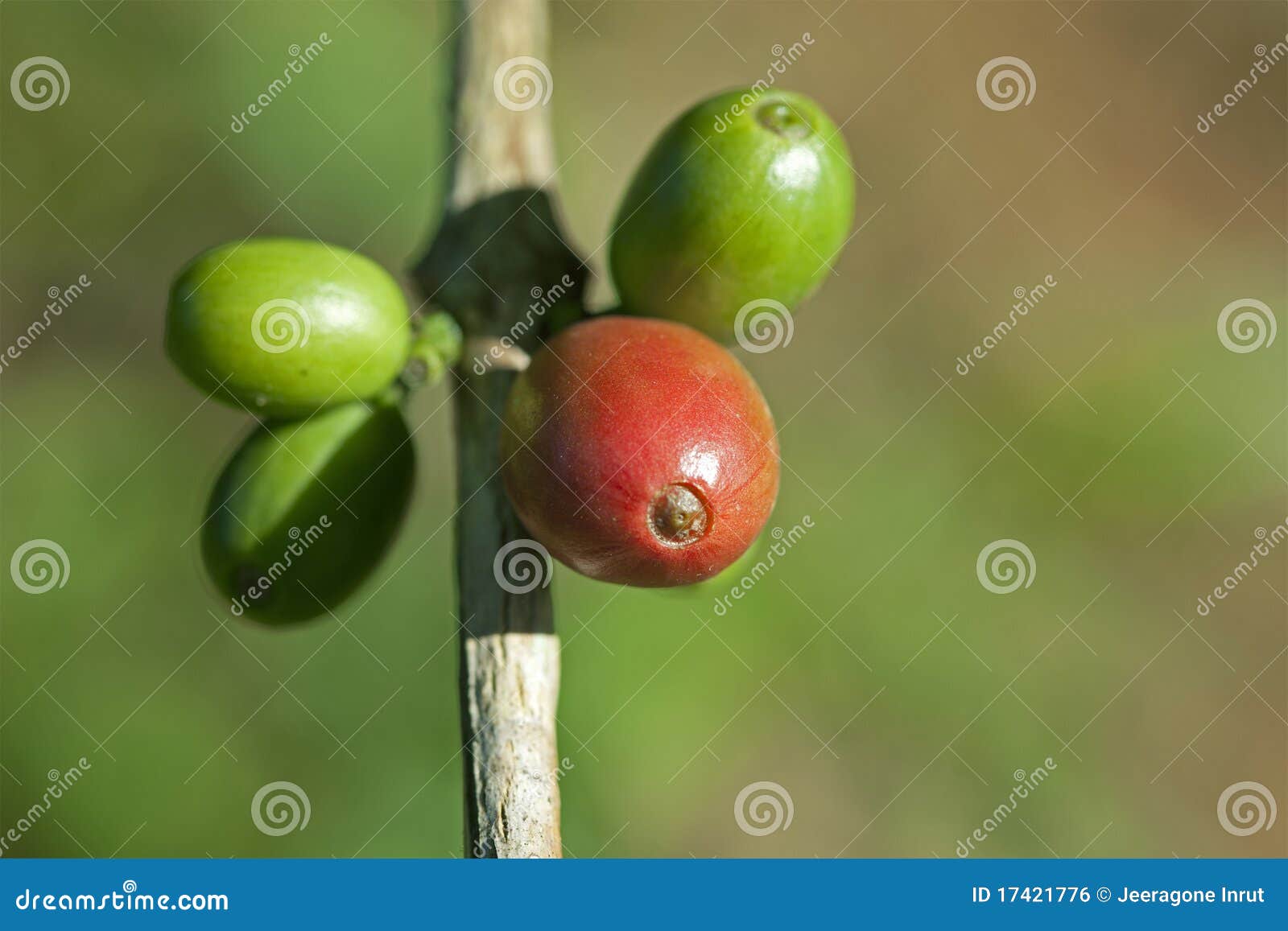 Coffee beans on plant stock photo. Image of farm, close - 17421776
