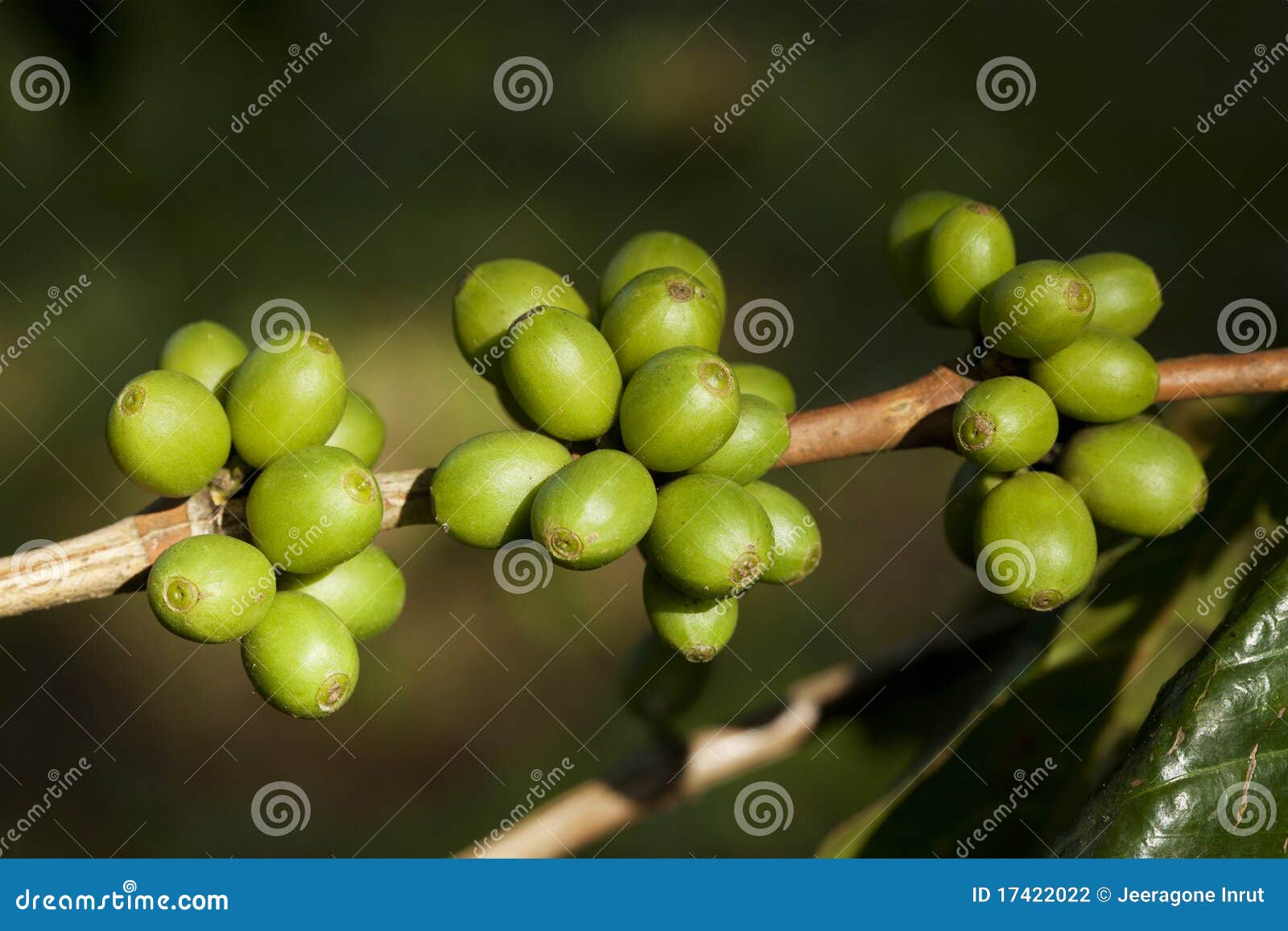 Coffee beans on plant stock photo. Image of drink, bean - 17422022