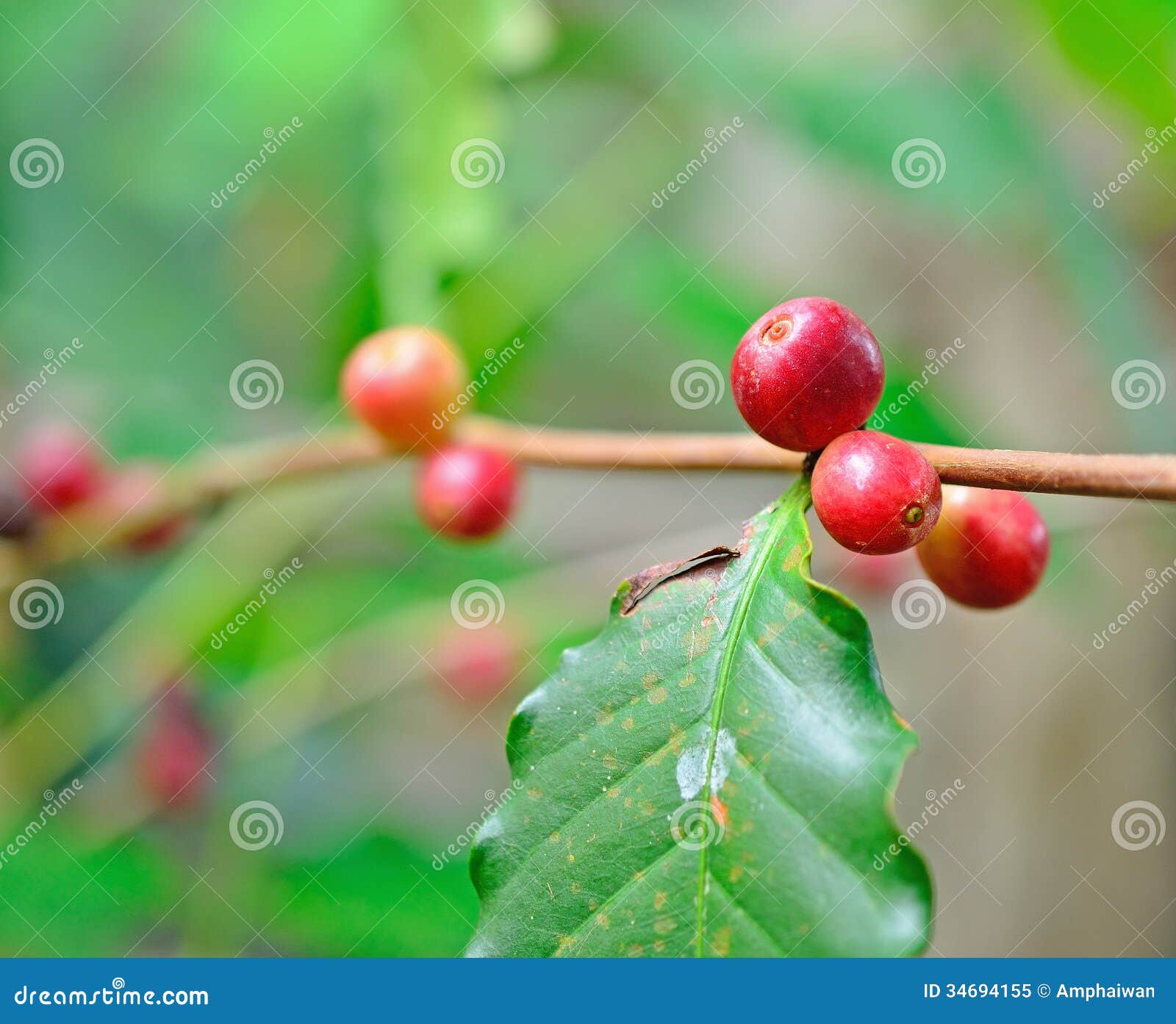 Coffee beans on plant stock image. Image of plantation - 34694155