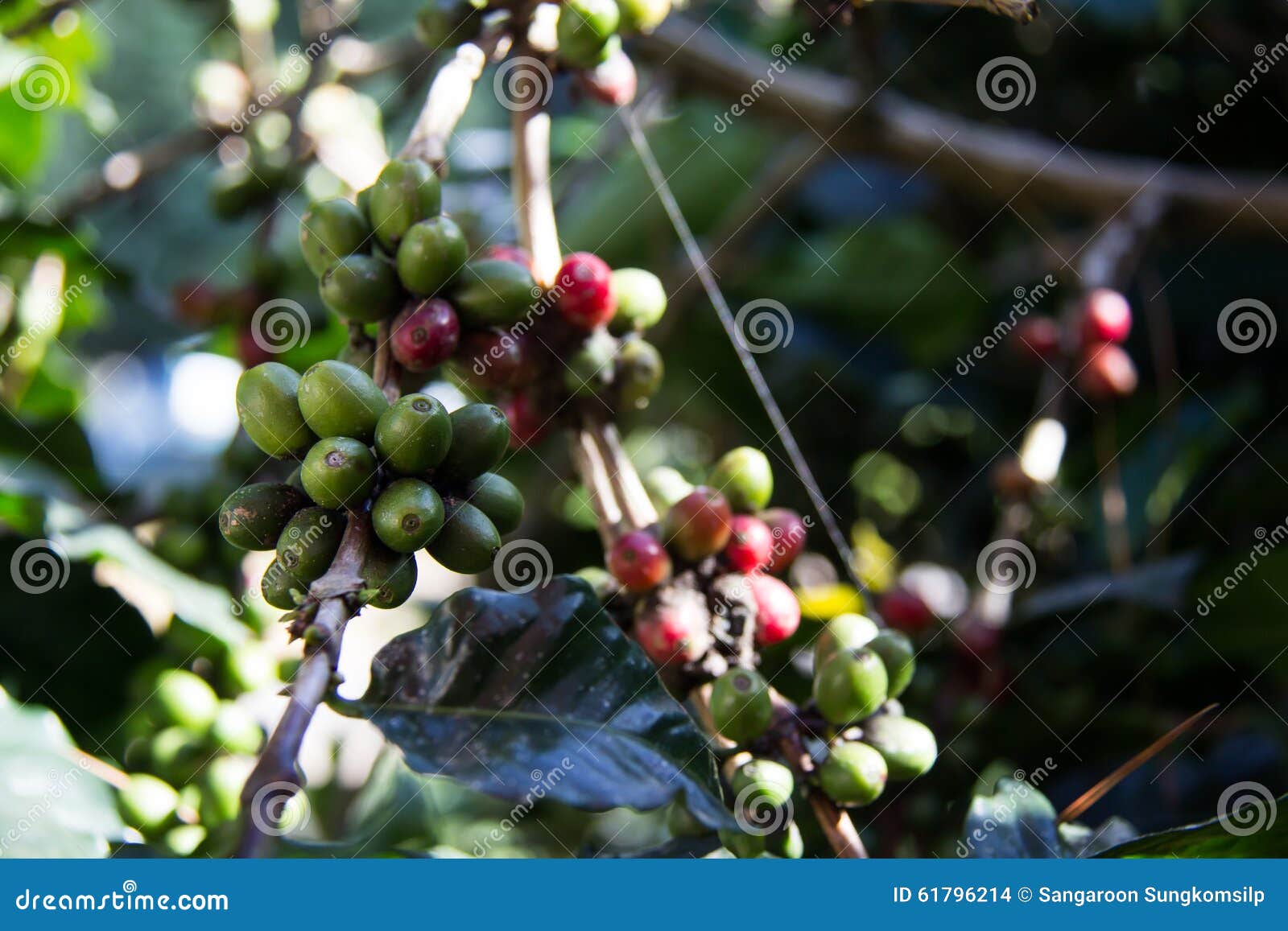 Coffee beans on plant stock photo. Image of ripe, unripe - 61796214