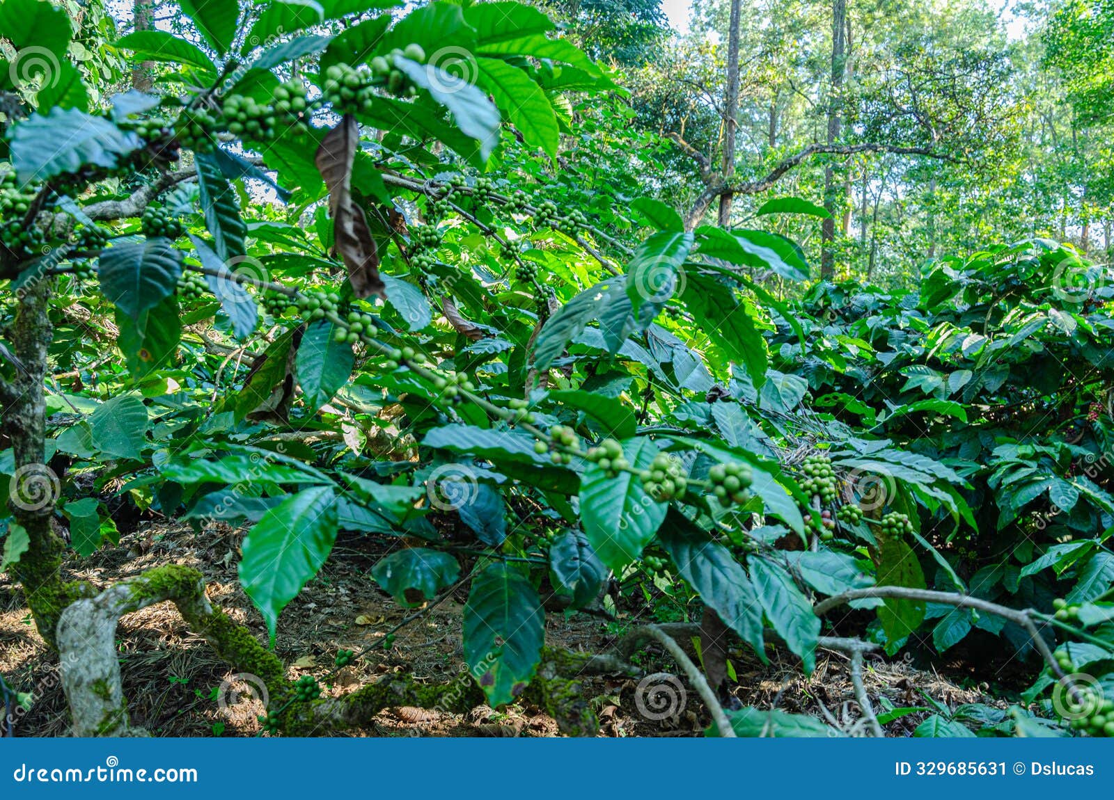 Coffee beans on a plant stock image. Image of bush, harvesting - 329685631
