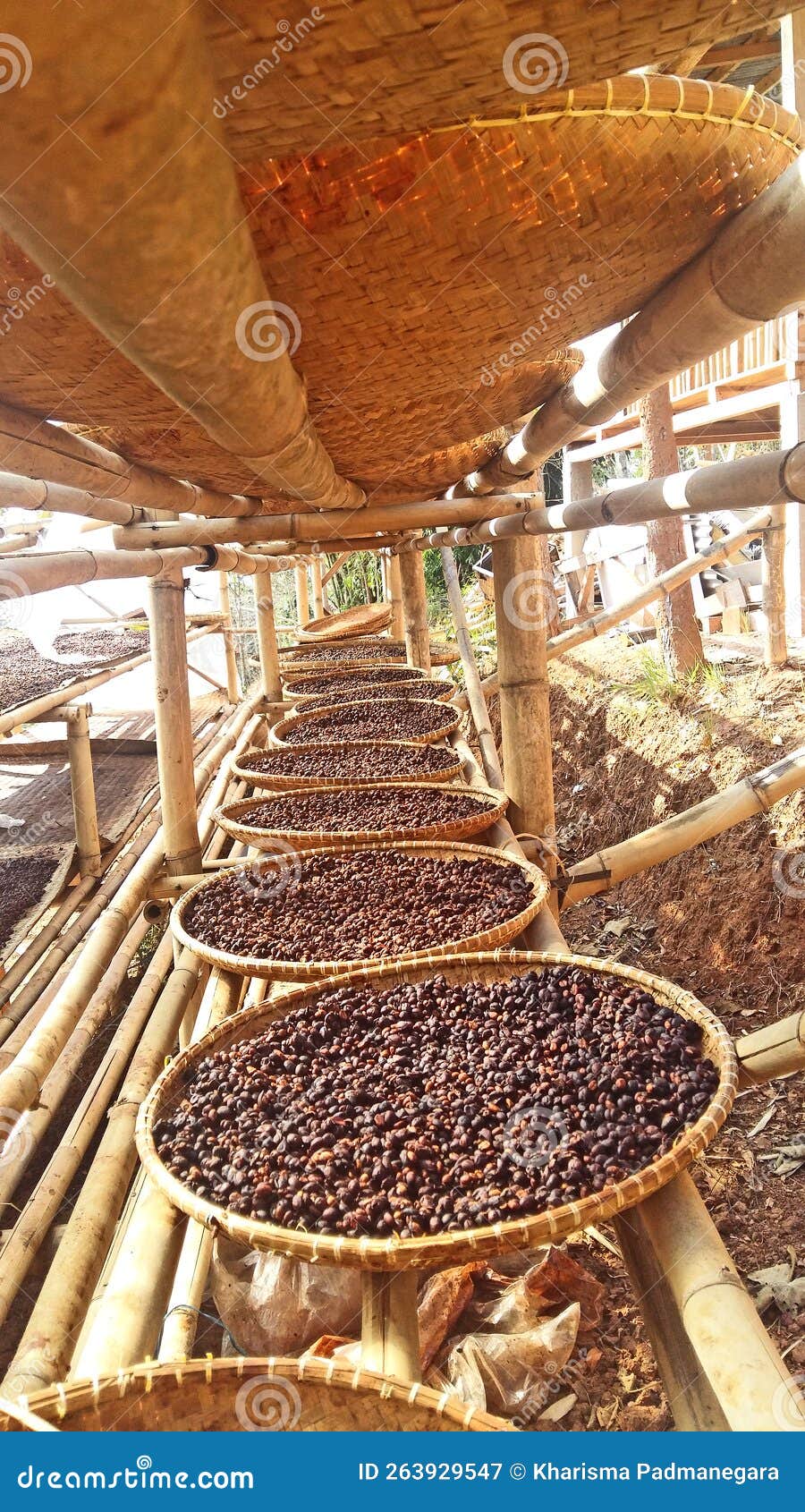 Coffee Beans Process stock image. Image of black, furniture - 263929547