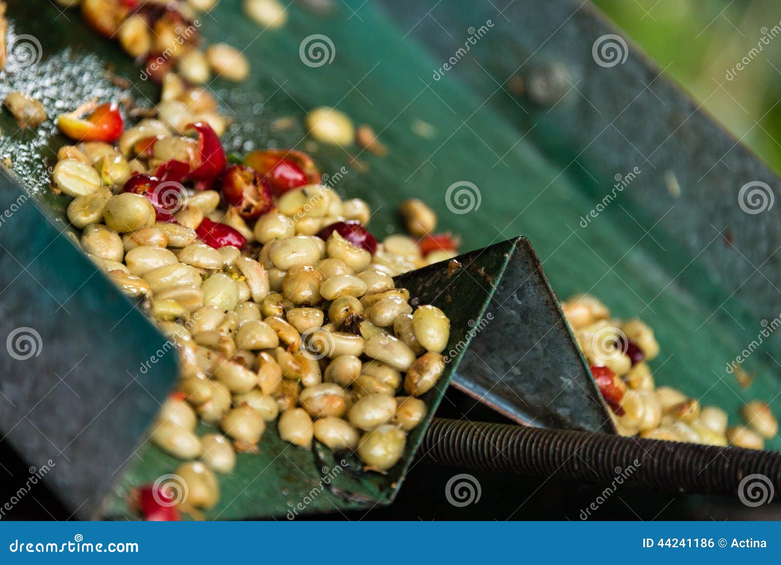 Coffee beans processed stock photo. Image of green, arabic - 44241186