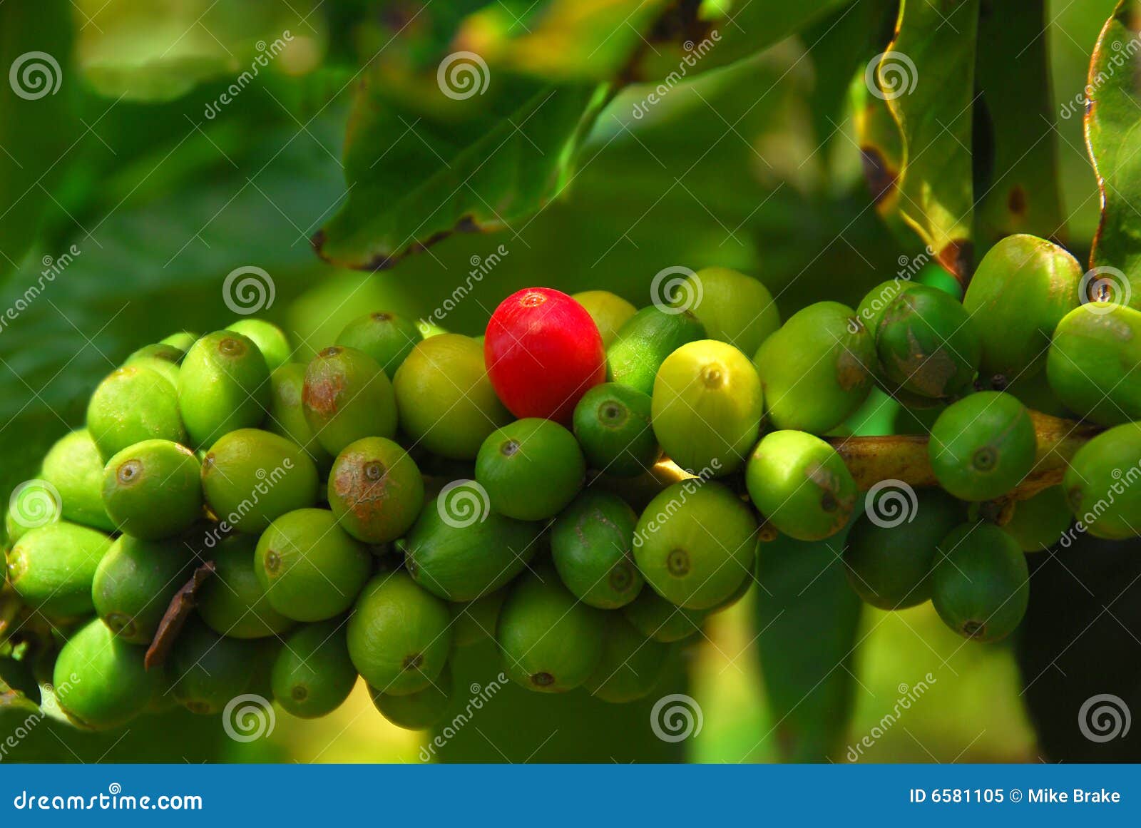 Coffee Beans Ready To Ripen Stock Image - Image of plantation ...