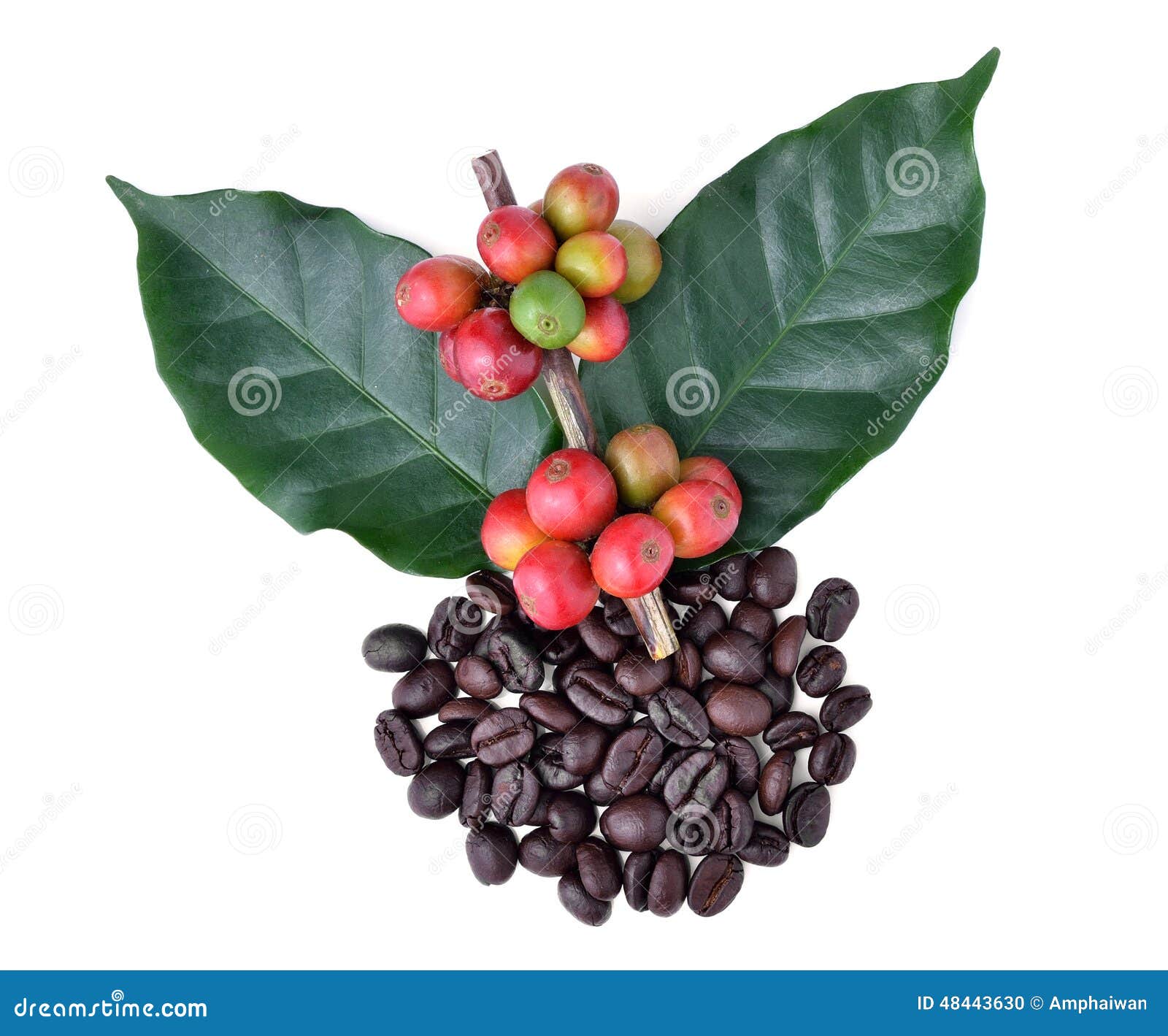 Coffee Beans and Ripe Coffee Stock Photo - Image of colombian, fruit ...