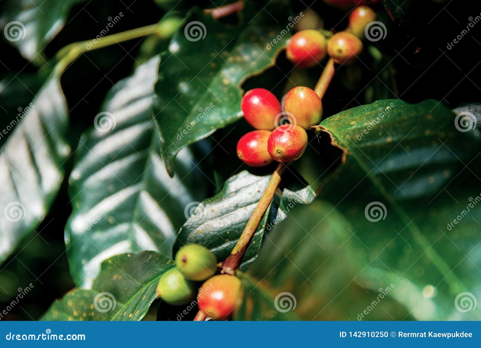 Coffee Beans are Ripe on Tree Stock Photo - Image of agriculture ...