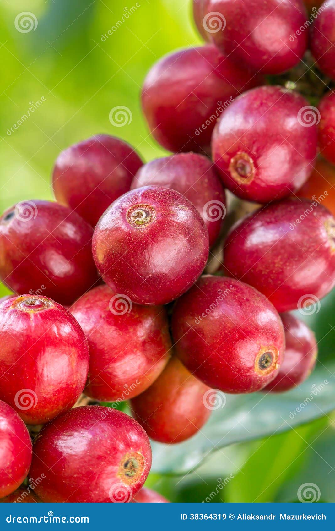 Coffee beans ripening stock image. Image of coffee, floral - 38364319