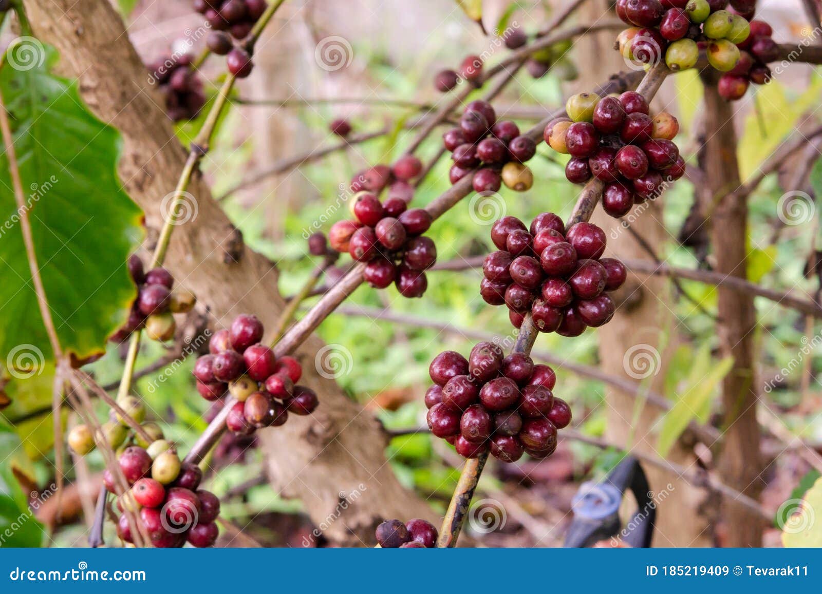 Coffee Beans Ripening, Fresh Coffee Beans on Coffee Tree Stock Image ...