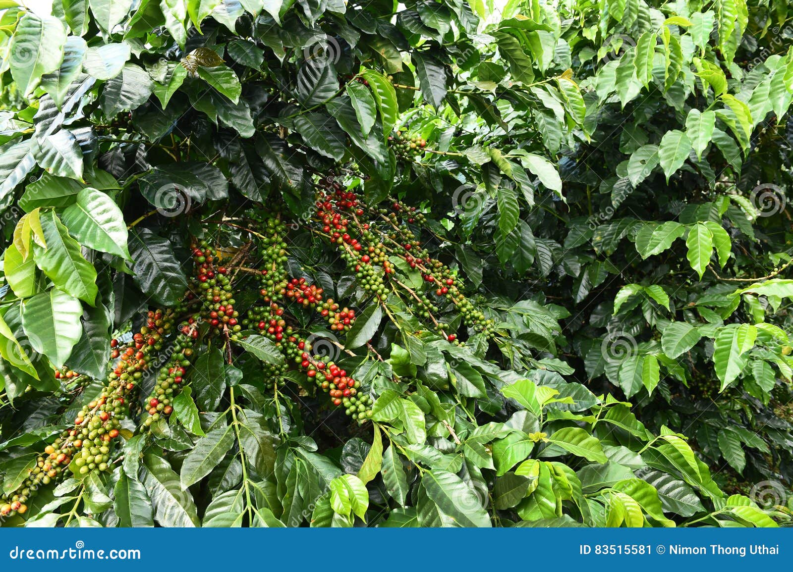 Coffee beans ripening stock image. Image of arabica, forest - 83515581