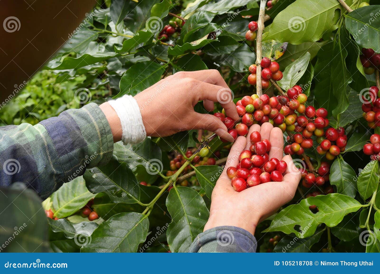 Coffee beans ripening stock photo. Image of agriculture - 105218708