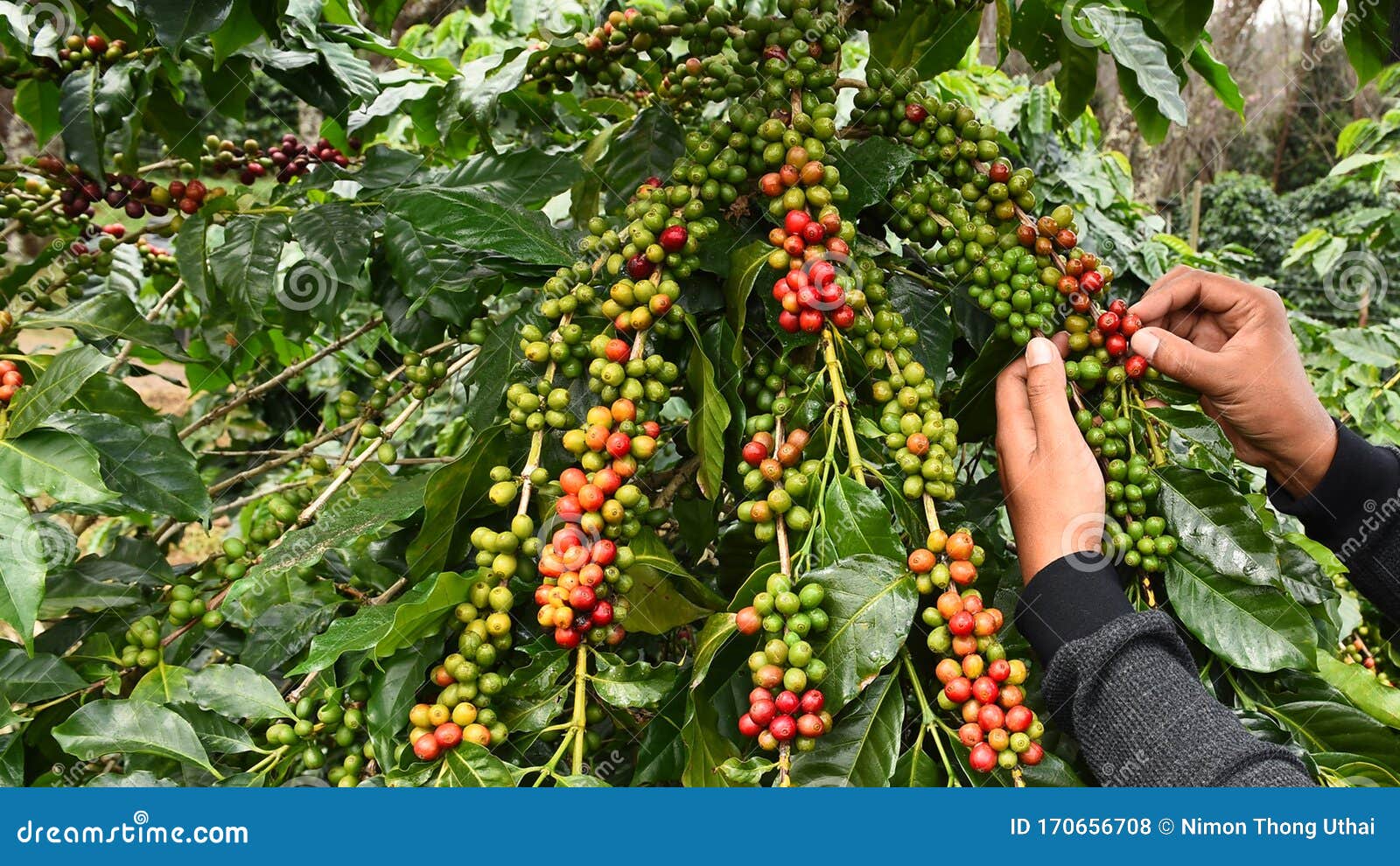 Coffee beans ripening stock photo. Image of tree, fresh - 170656708