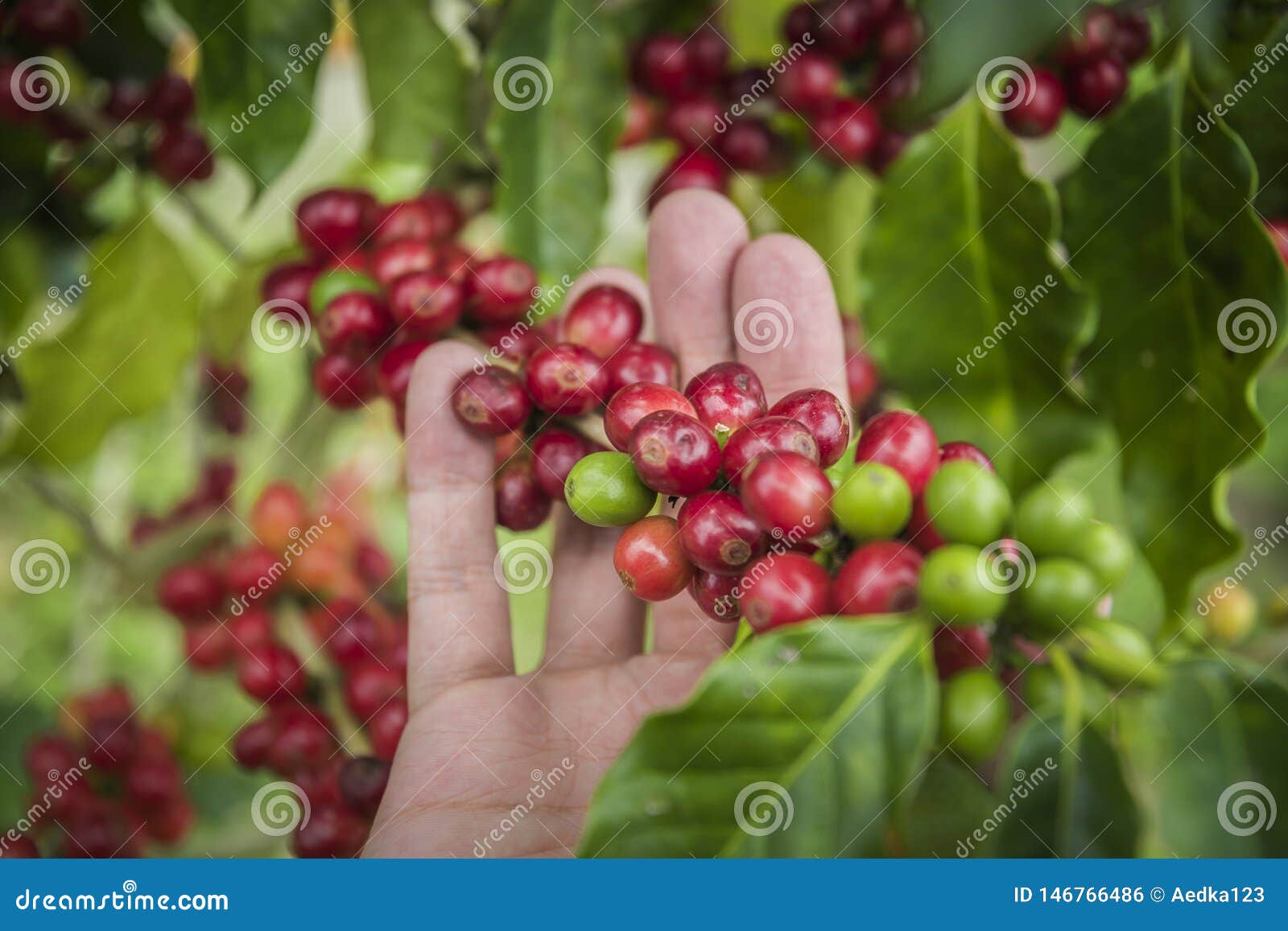 Coffee Beans Ripening on Tree in North of Thailand Stock Photo - Image ...
