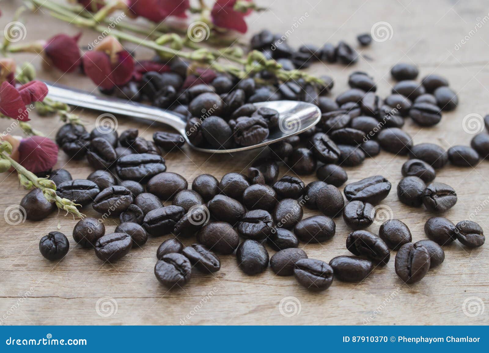 Coffee Beans To Roast Prepare Pulp for Make Coffee Stock Photo - Image ...