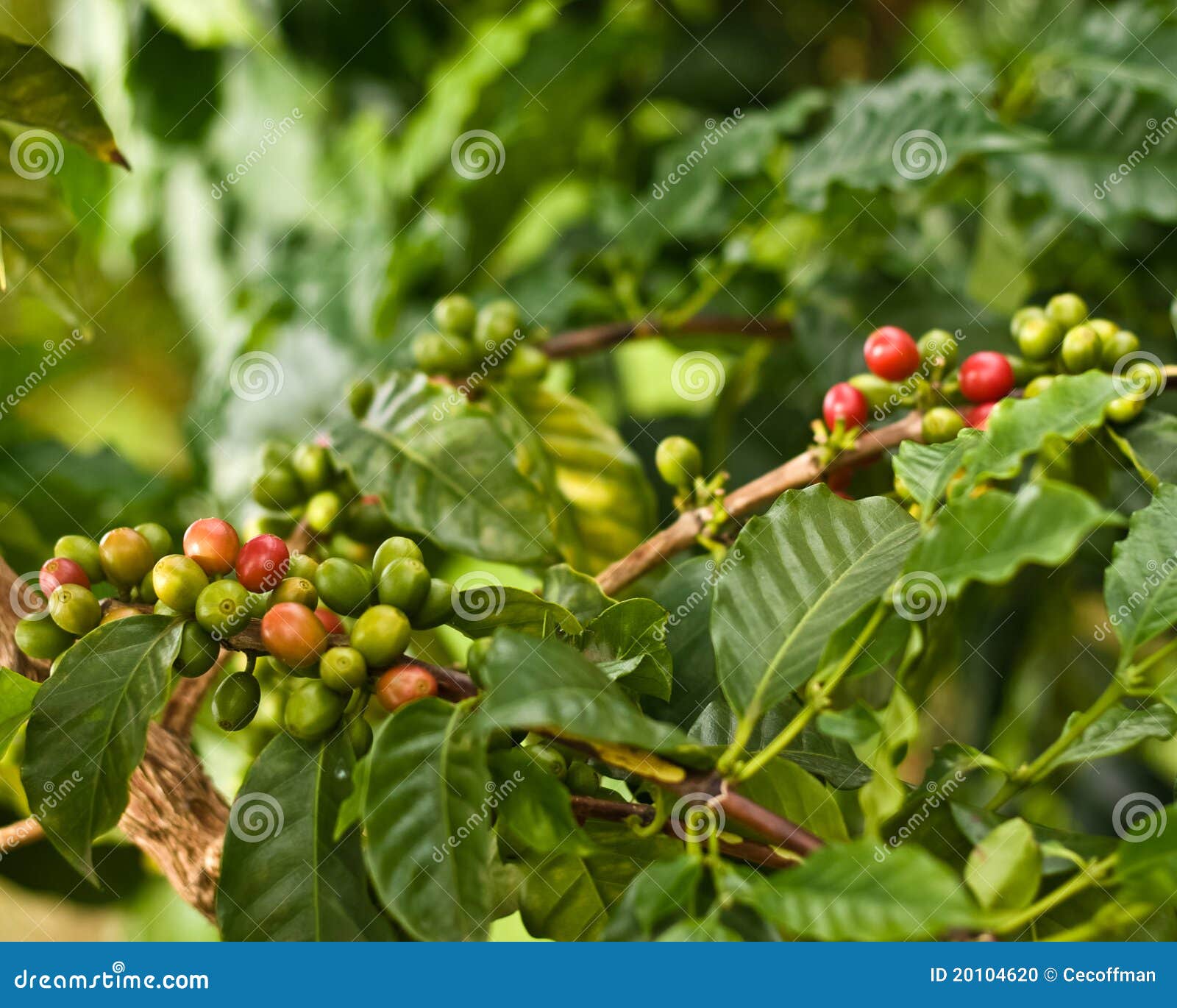 Coffee Beans on Tree stock photo. Image of gourmet, grow - 20104620