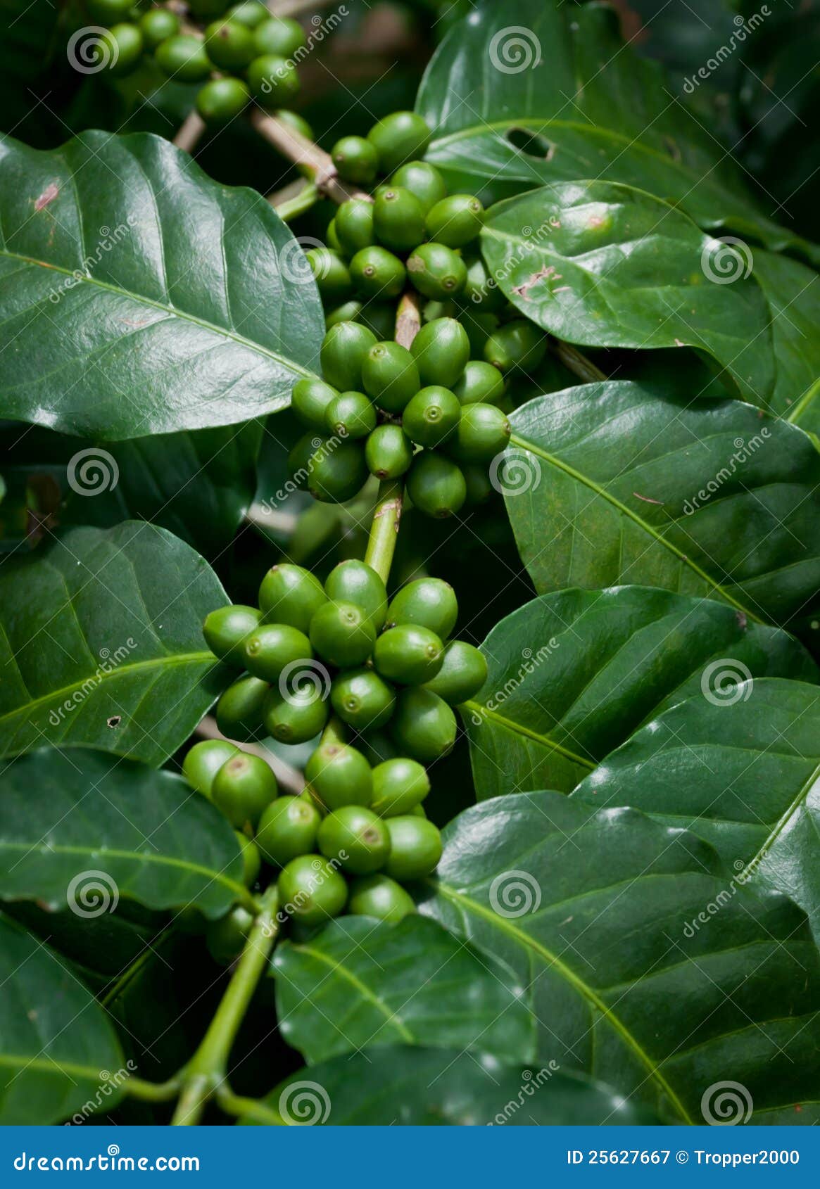 Coffee beans tree . stock image. Image of nature, plantation - 25627667