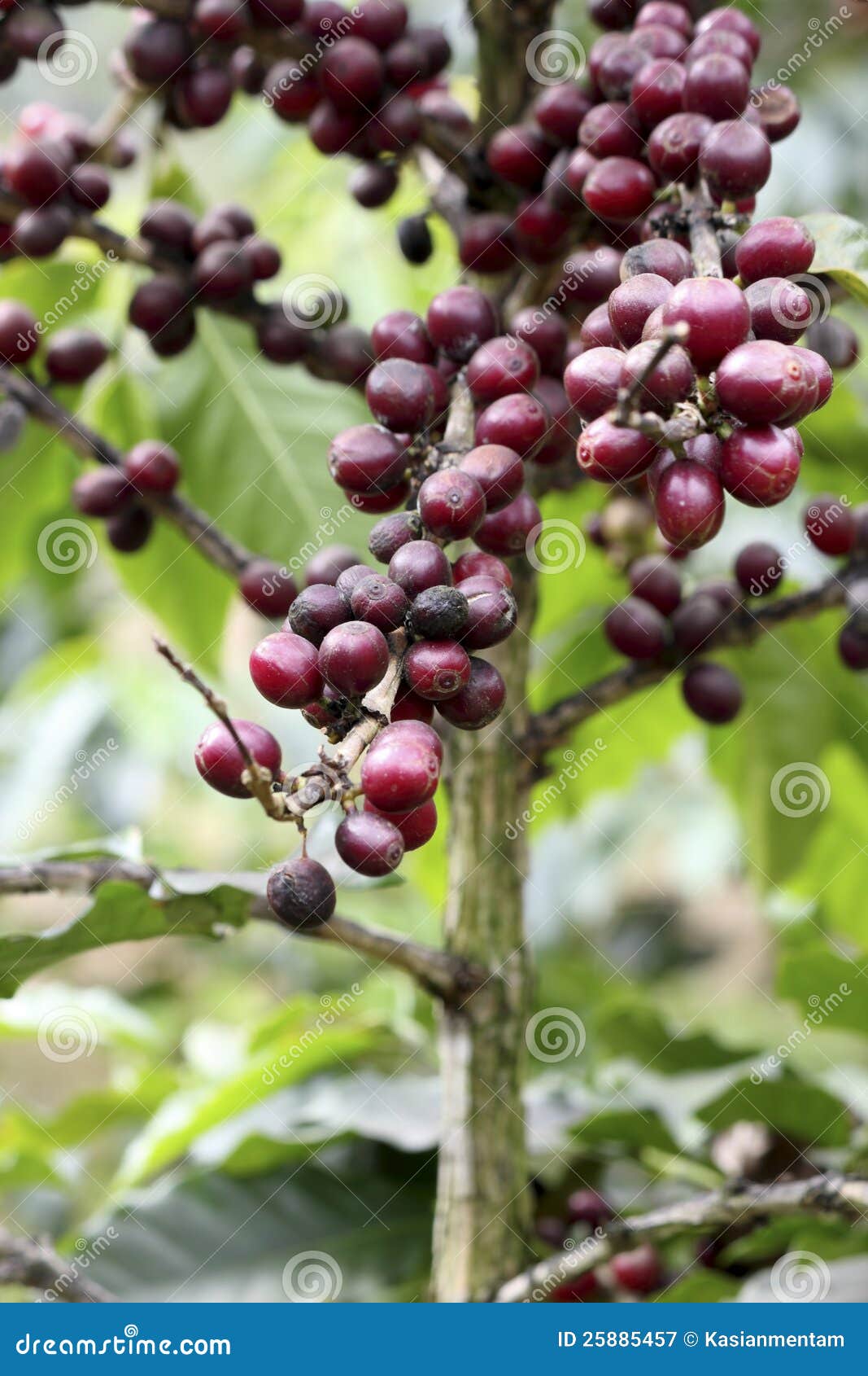 Coffee beans on tree stock image. Image of floral, crop - 25885457