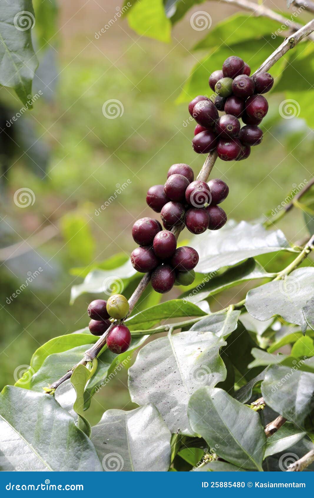 Coffee beans on tree stock photo. Image of garden, ecology - 25885480