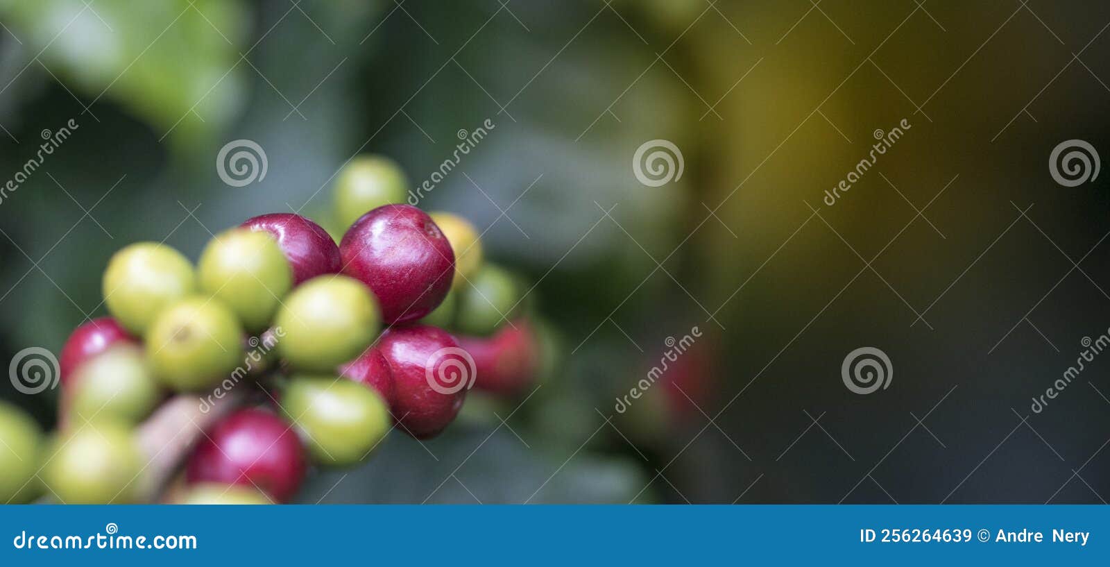 Coffee Beans on Coffee Tree, Branch of a Coffee Tree with Ripe Fruits ...