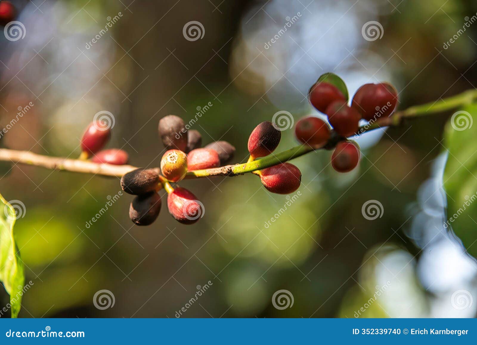 Coffee Beans on a Tree Branch Stock Photo - Image of growth, cultivate ...