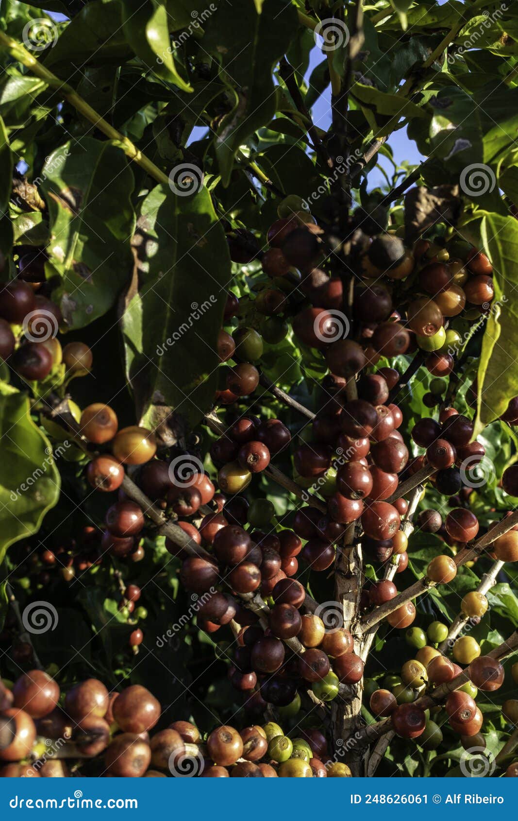 Coffee Beans on Coffee Tree Stock Image - Image of farming, food: 248626061