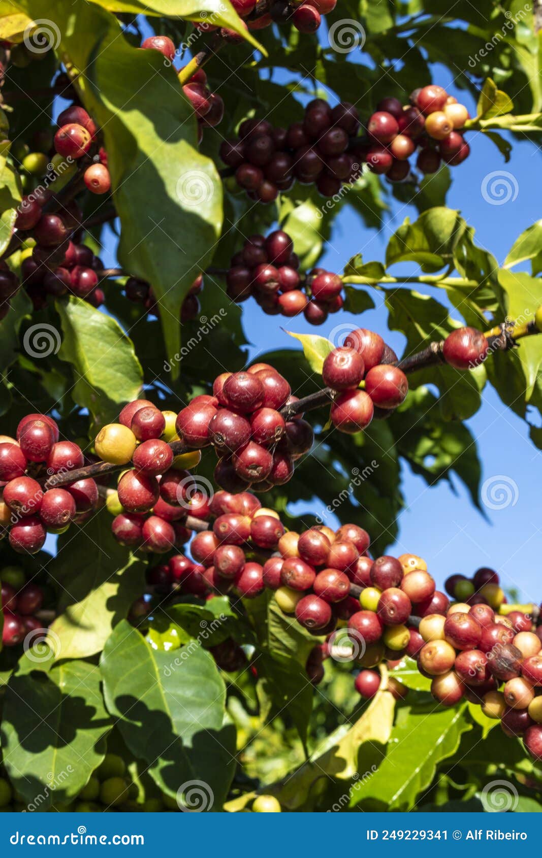 Coffee Beans on Coffee Tree, Stock Image - Image of grow, fruit: 249229341