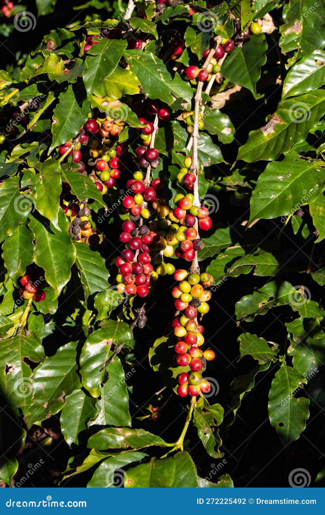 Coffee Beans on Coffee Tree, in Brazil Stock Photo - Image of branch ...