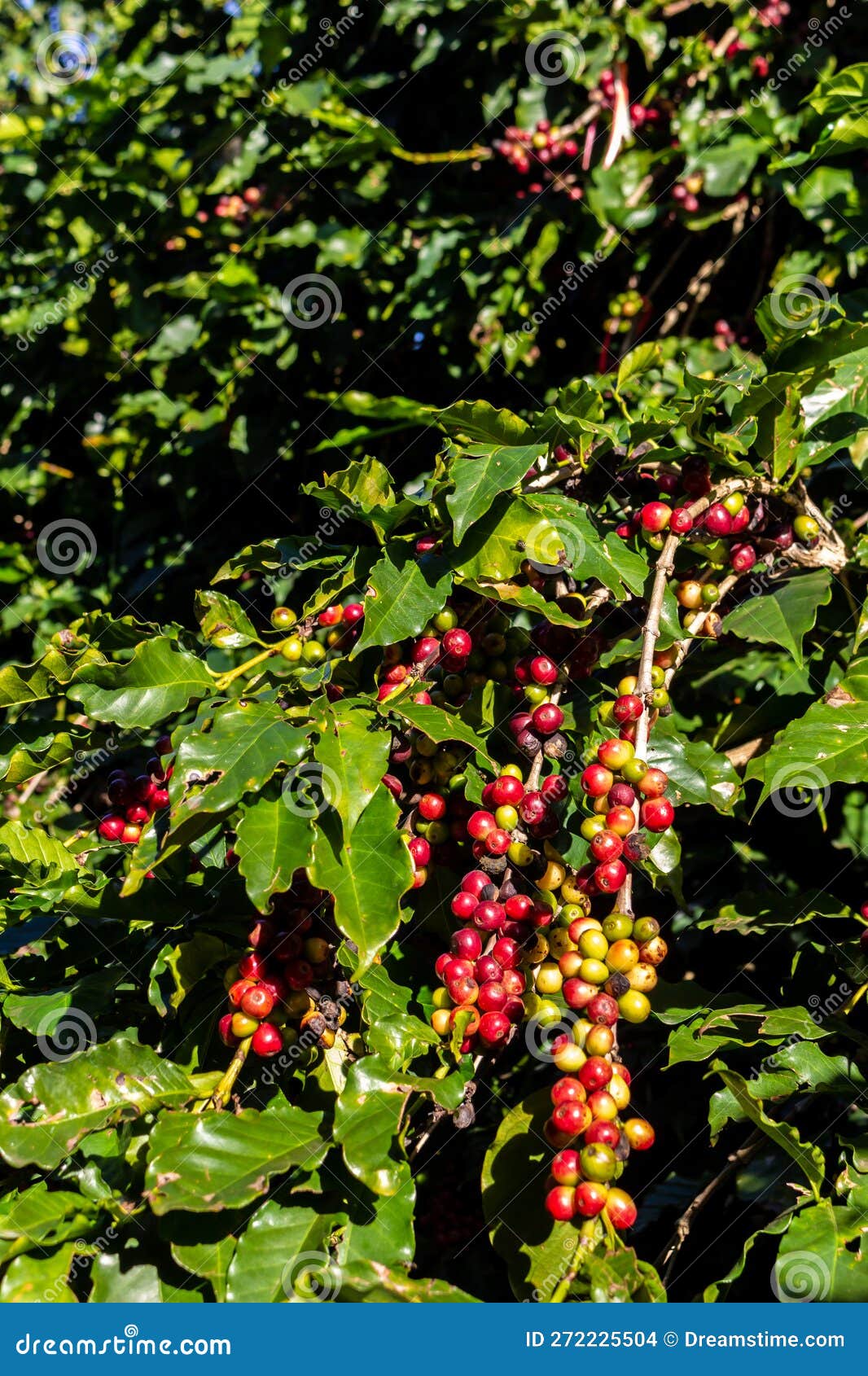 Coffee Beans on Coffee Tree, in Brazil Stock Photo - Image of fruit ...