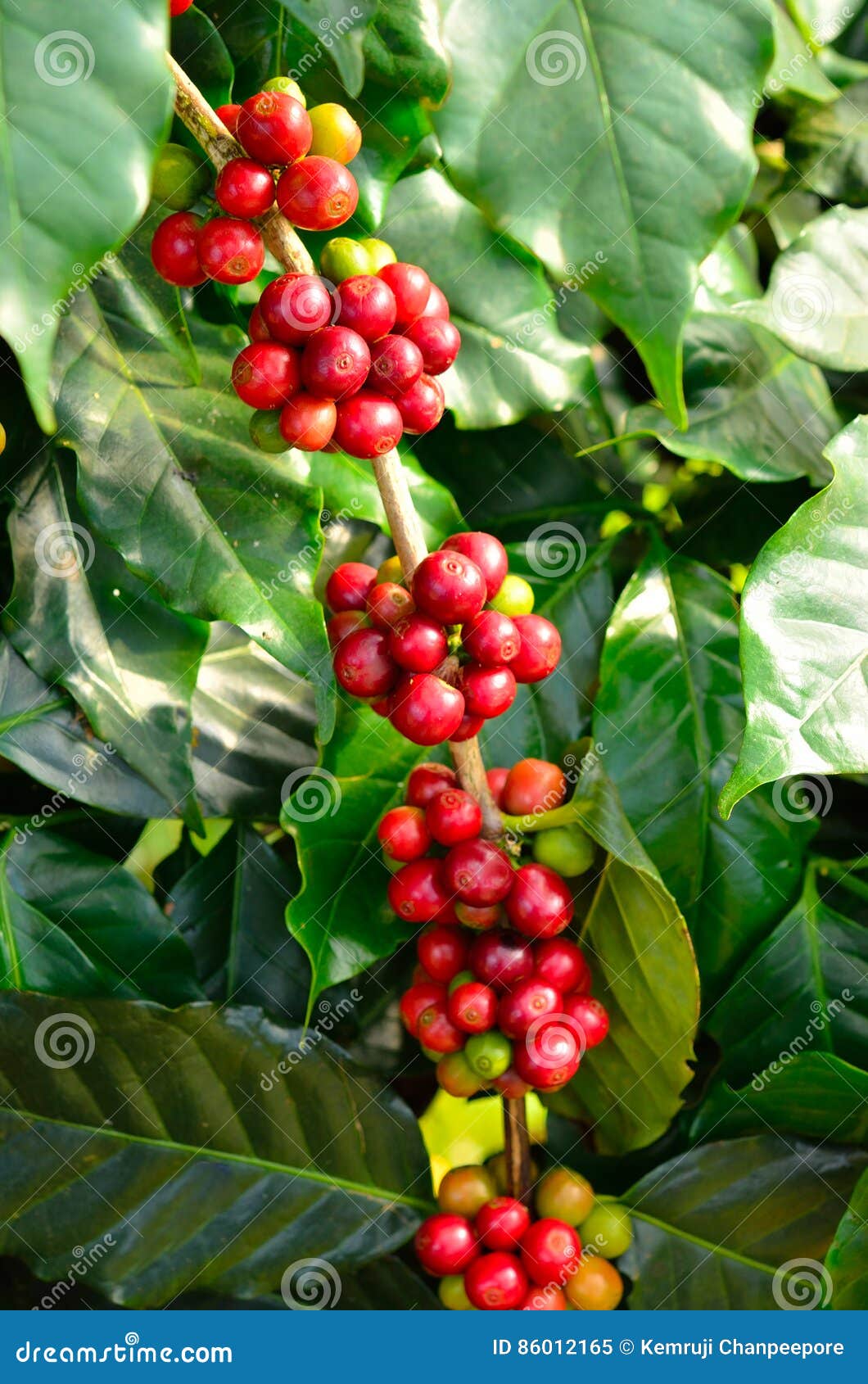 Coffee beans on tree stock image. Image of beverage, harvest - 86012165