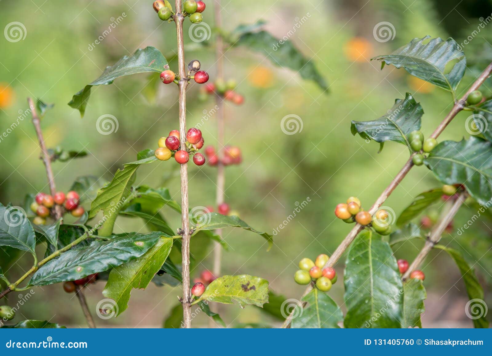 Coffee Beans on Tree in Farm Stock Photo - Image of food, plant: 131405760