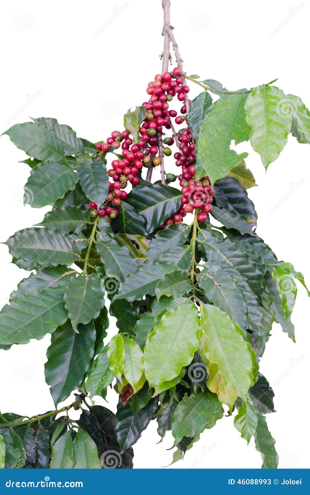 Coffee beans on tree stock image. Image of grow, fruit - 46088993