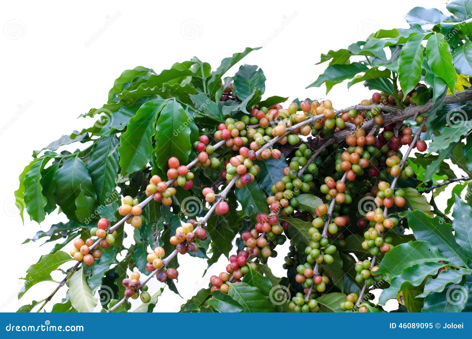 Coffee beans on tree stock image. Image of hanging, harvest - 46089095