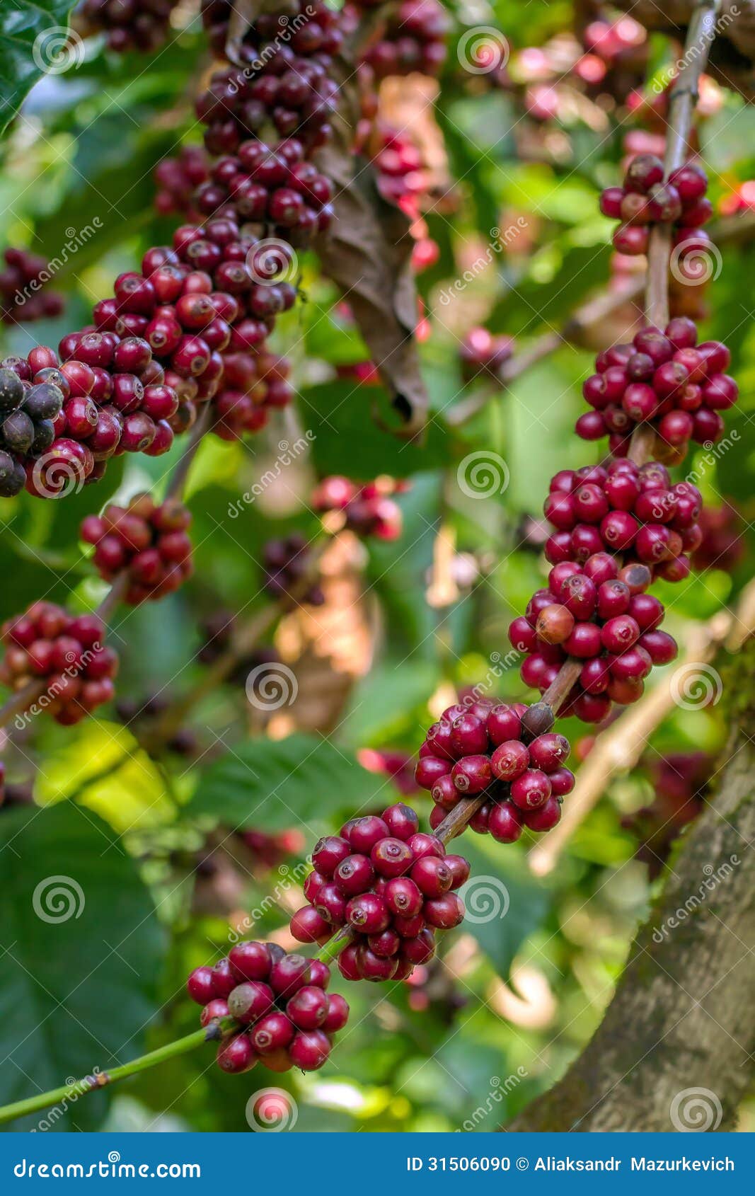 Coffee beans on a tree stock photo. Image of closeup - 31506090