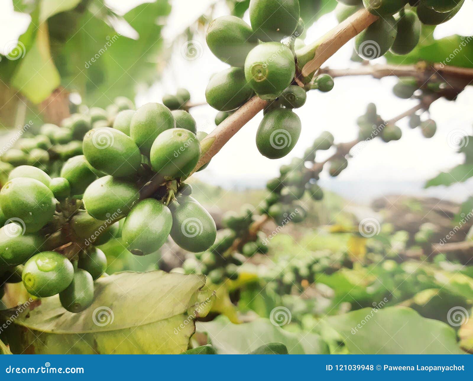 Royalty Free Images, Cartoons, Illustrations And Photos Designed By ...