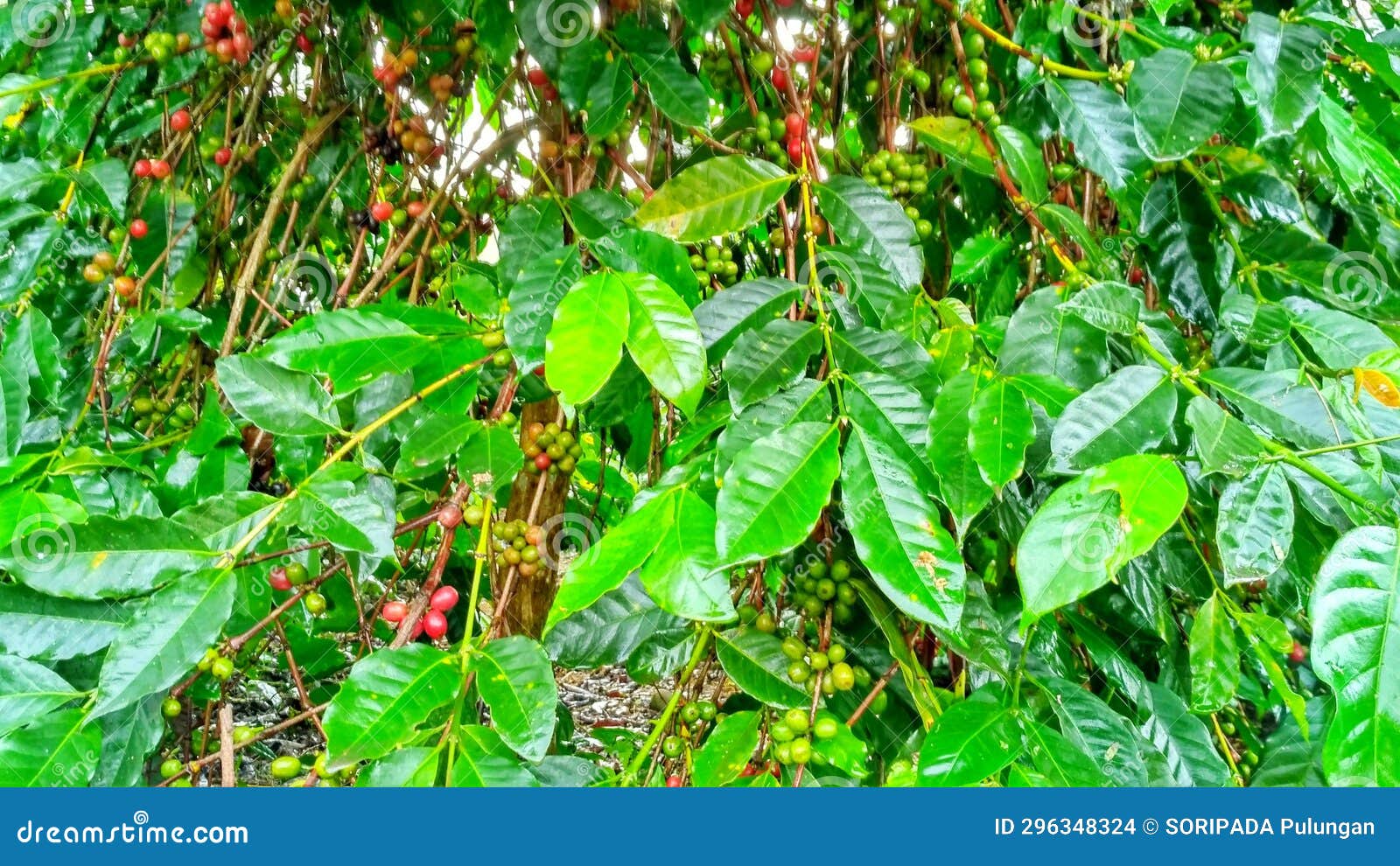 Coffee Beans on Coffee Tree, in Indonesia Stock Photo - Image of brazil ...