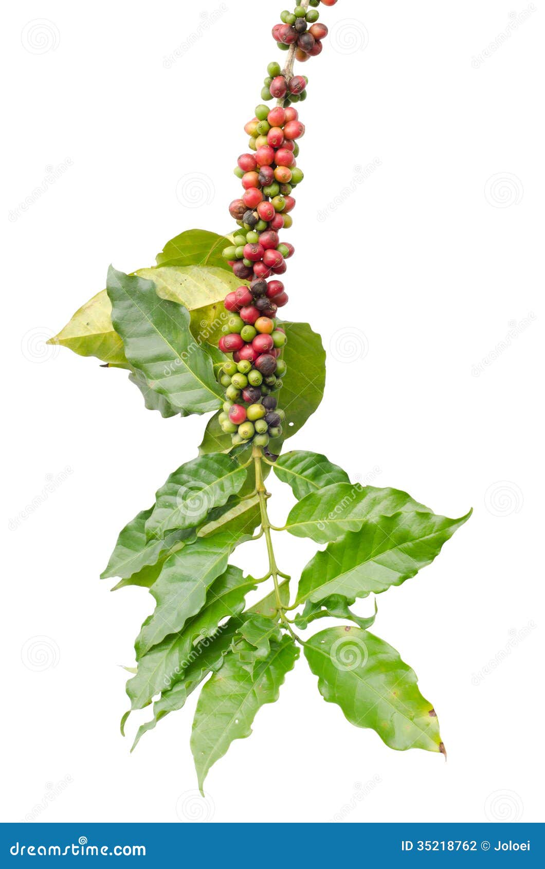 Coffee beans on trees stock photo. Image of grow, isolated - 35218762