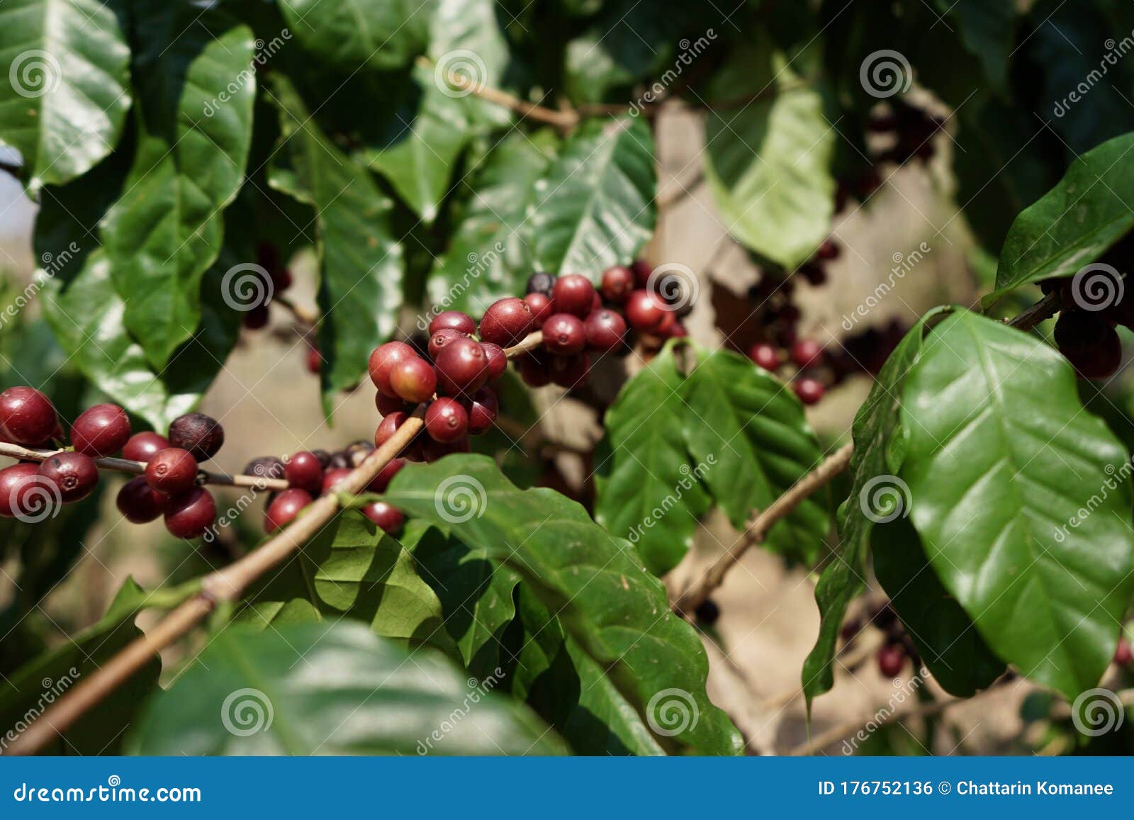 Coffee Beans on Coffee Tree. Stock Photo - Image of plantation ...