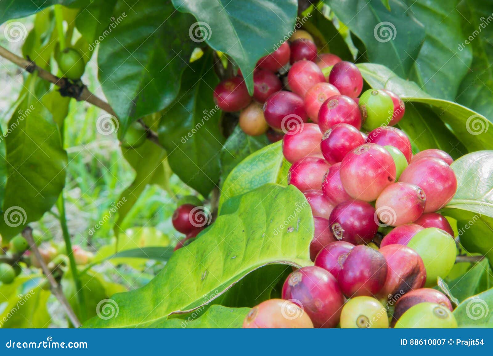 Coffee beans on trees stock image. Image of green, agriculture - 88610007