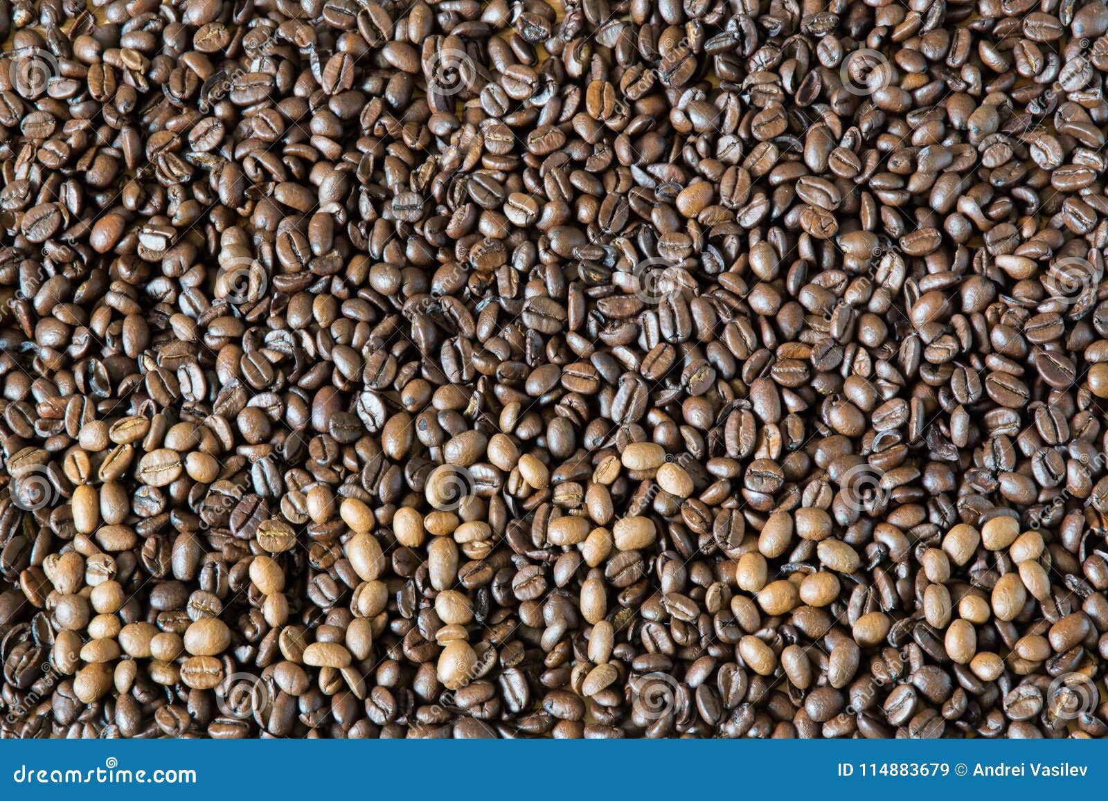 Coffee Beans of Two Types, with Title Coffee is Made from Light Grains ...