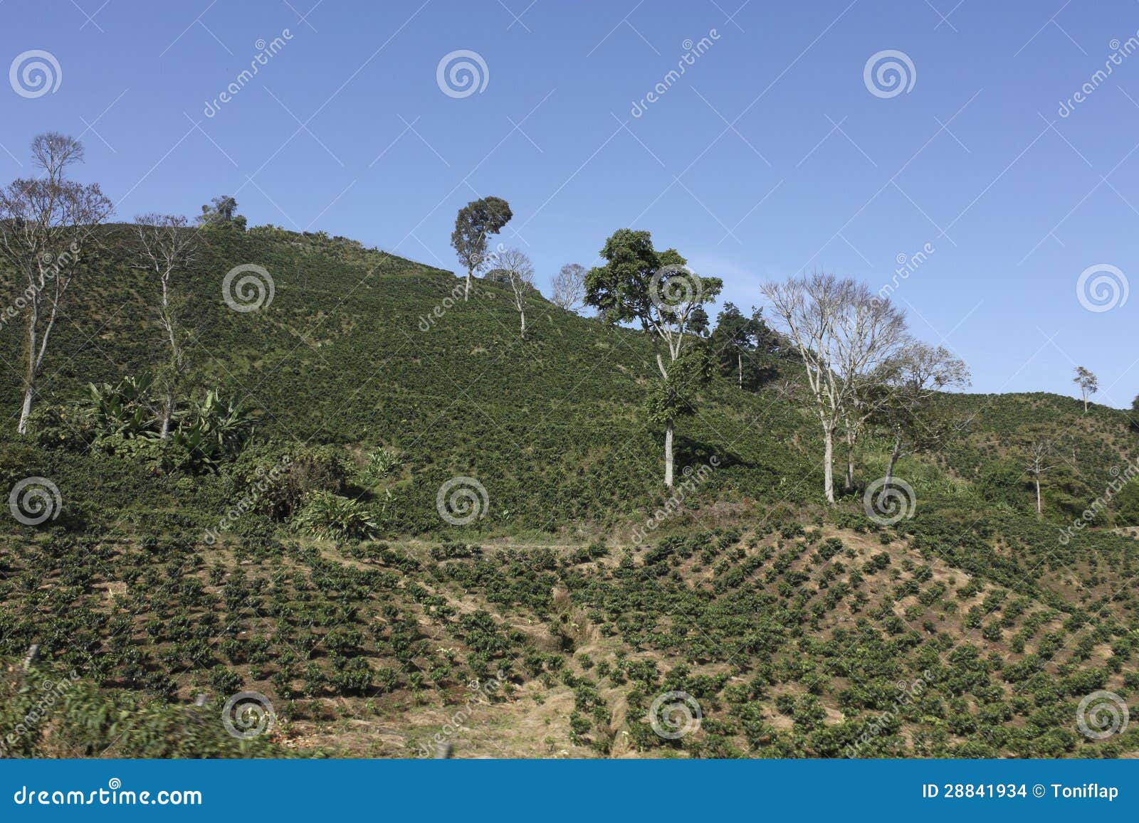 The Coffee Belt, Also Called Coffee Triangle in Colombia. Stock Photo ...